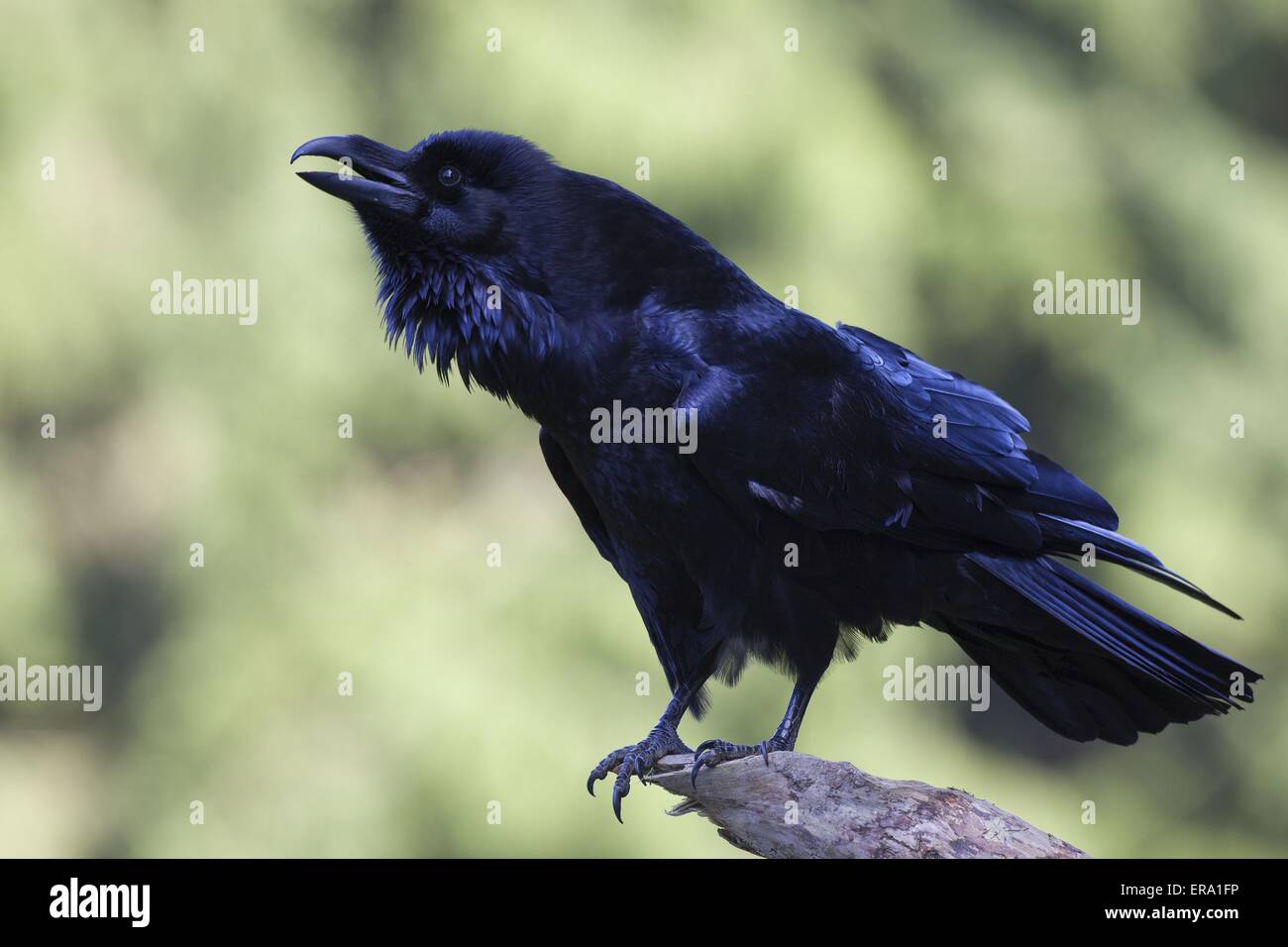 Profil De Corbeau Commun Banque d'image et photos - Alamy