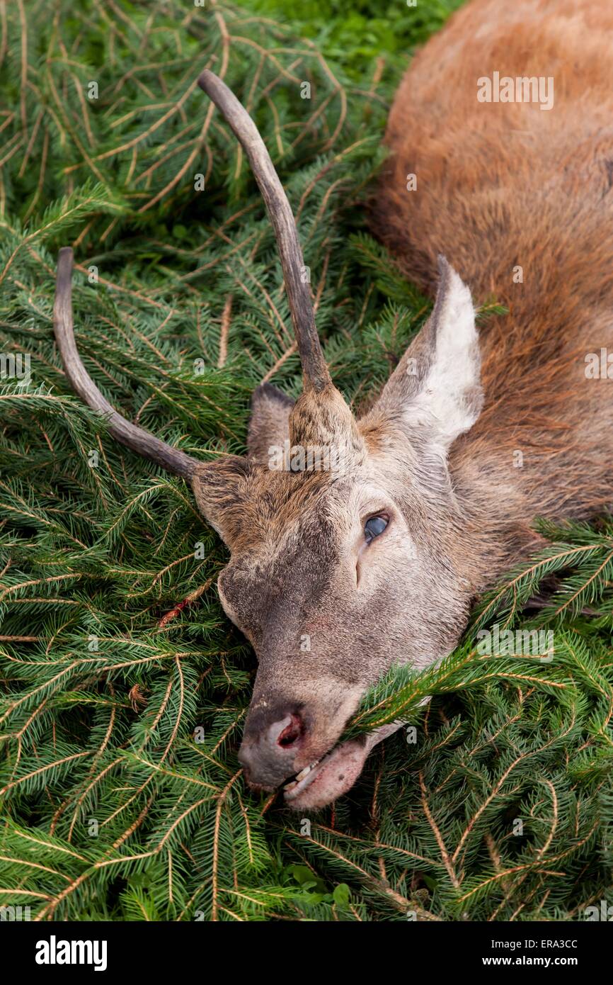 Dead deer Banque de photographies et d’images à haute résolution - Alamy