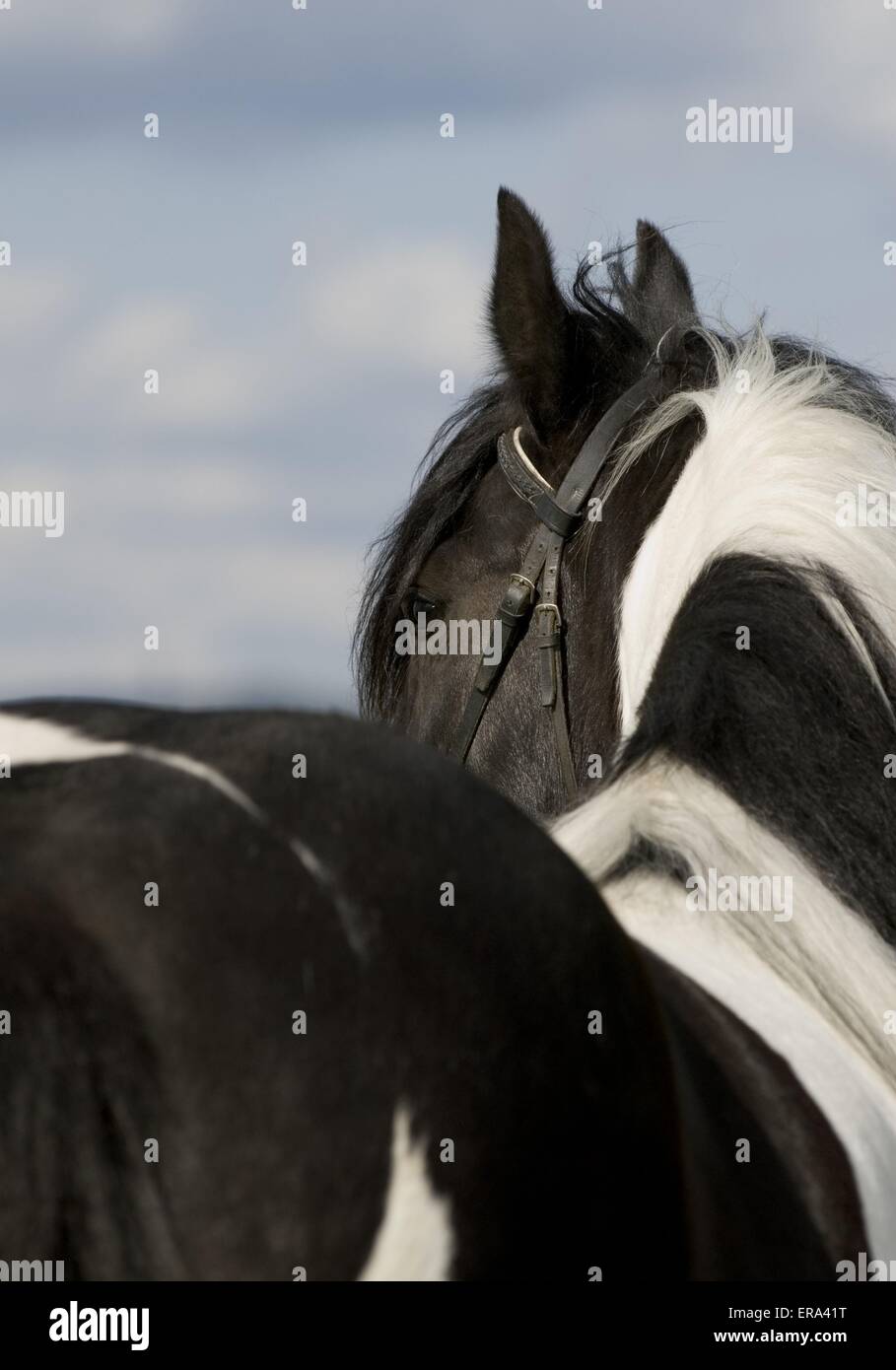 Irish tinker mare Banque de photographies et d’images à haute ...