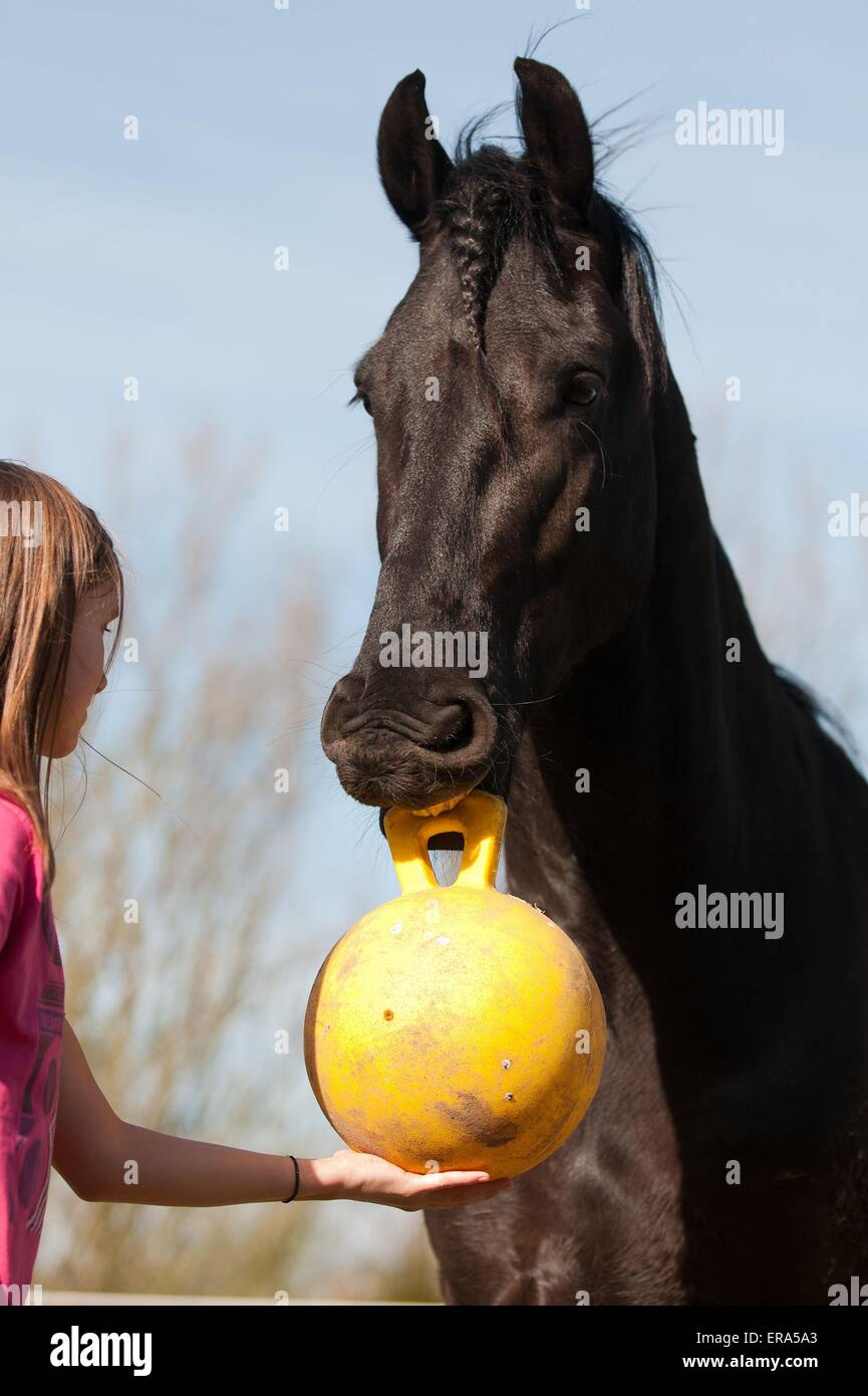 Cheval frison tresse Banque de photographies et d’images à haute ...