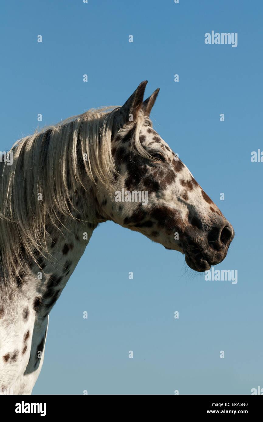 Knabstrupper horse Banque de photographies et d’images à haute ...