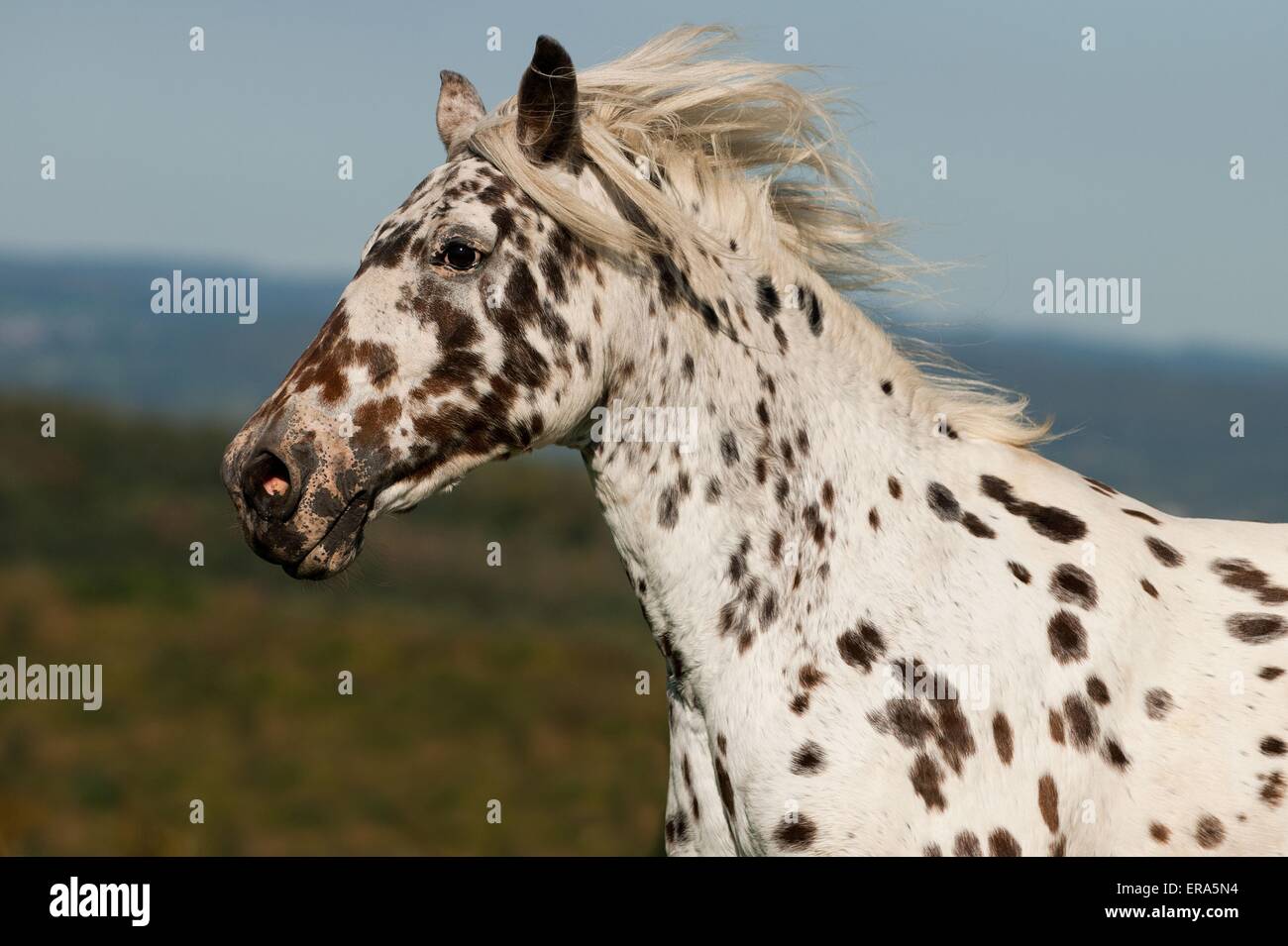 Knabstrupper horse Banque de photographies et d’images à haute ...