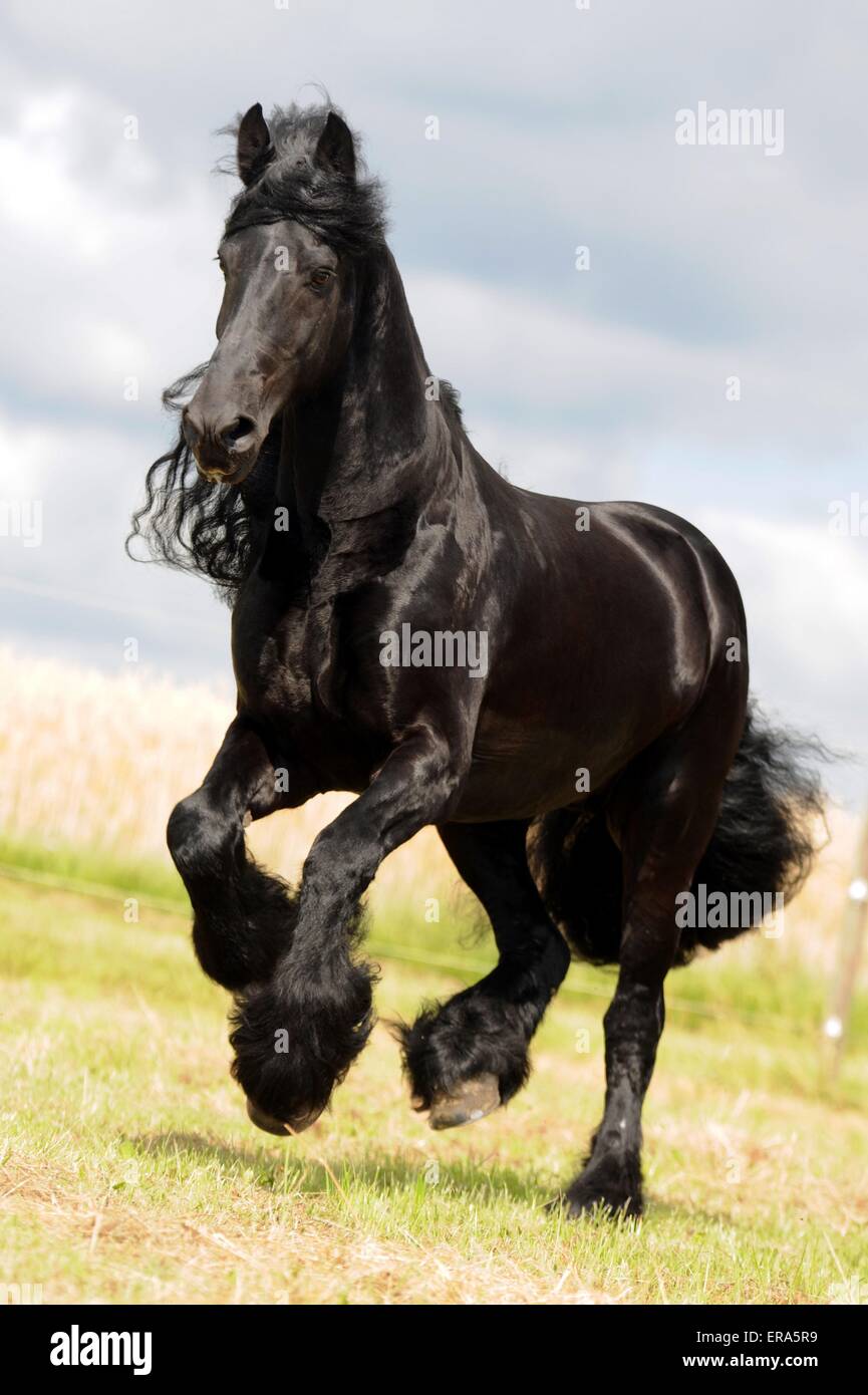 Friesian Horse Galloping Meadow Banque d'image et photos - Alamy