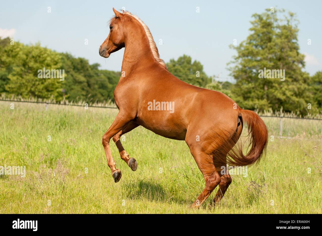 Cheval alezan qui cabre Banque de photographies et d’images à haute ...