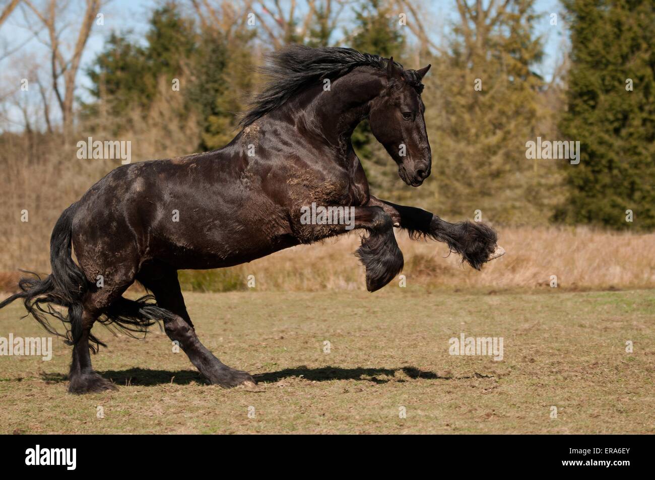 Le galop cheval Frison Photo Stock - Alamy
