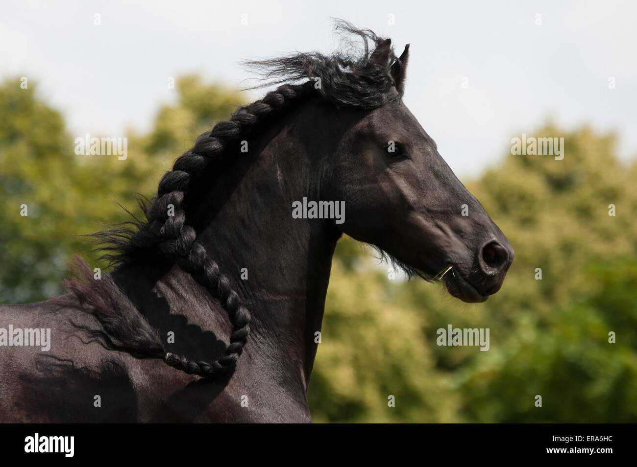 Cheval frison tresse Banque de photographies et d’images à haute ...