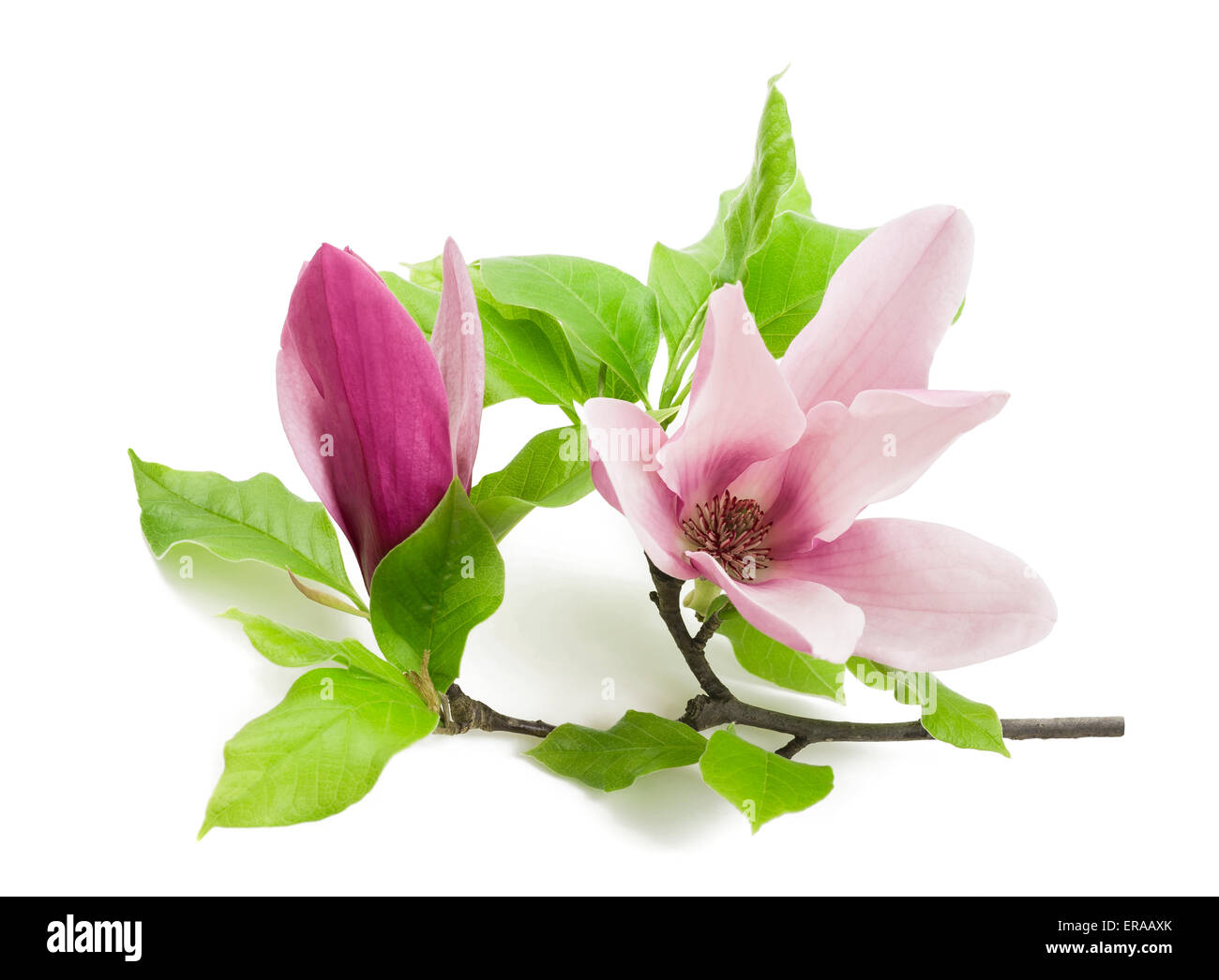 Fleur de magnolia rose isolé sur fond blanc Photo Stock - Alamy