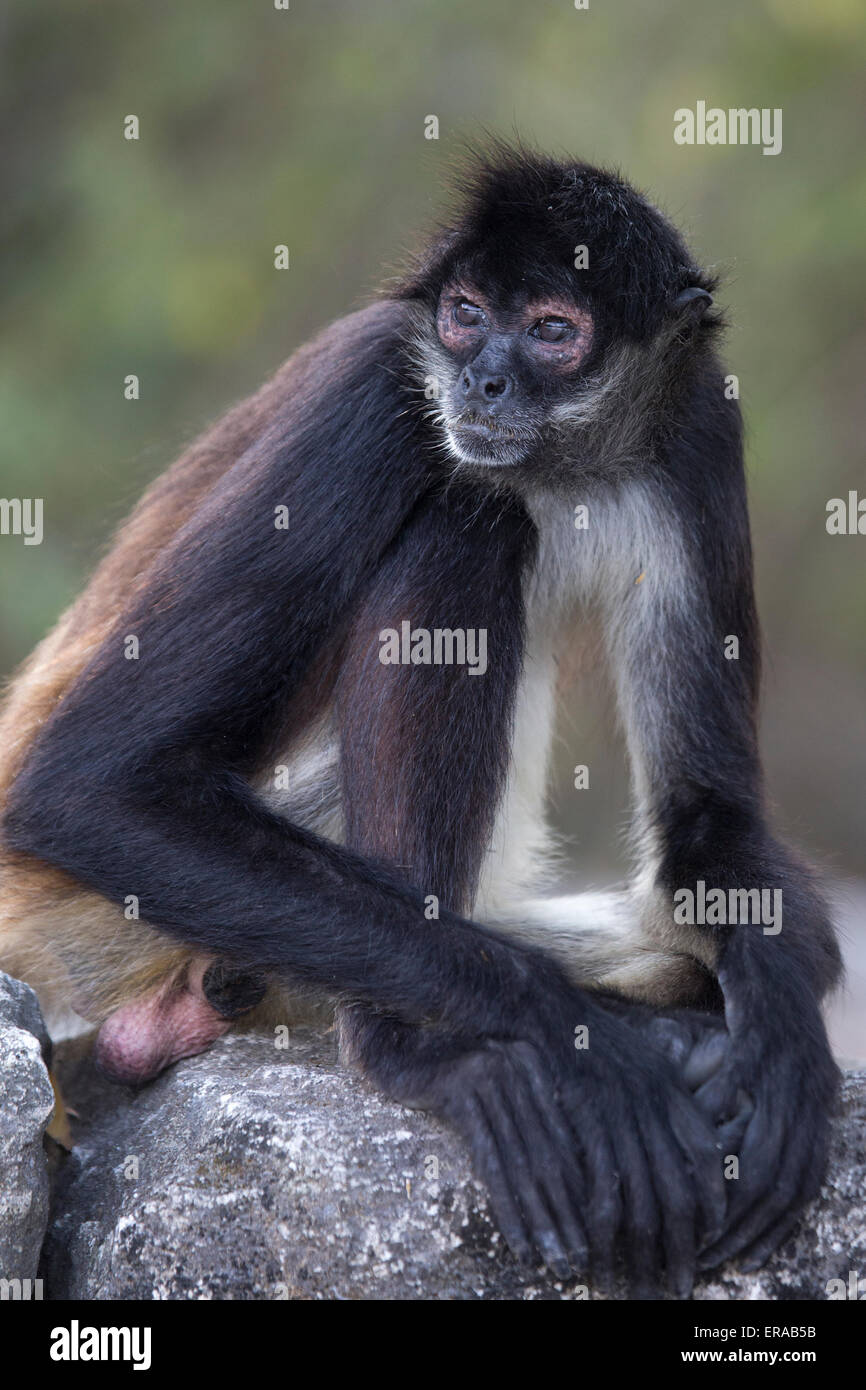 Singe araignée de Geoffroy (Ateles geoffroyi), aka singe araignée aux ...