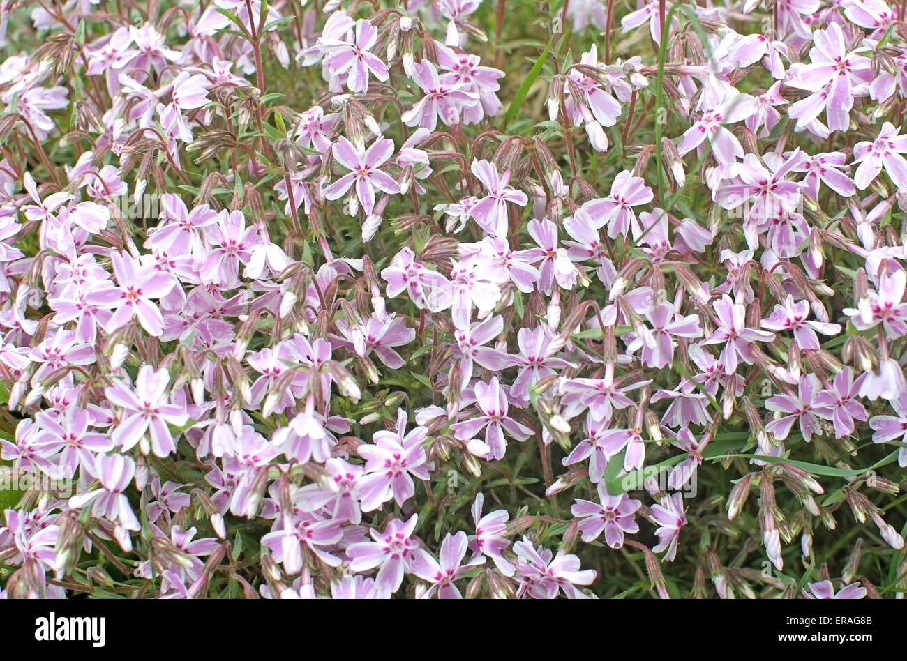 Fleurs de printemps roses Banque de photographies et d’images à haute ...
