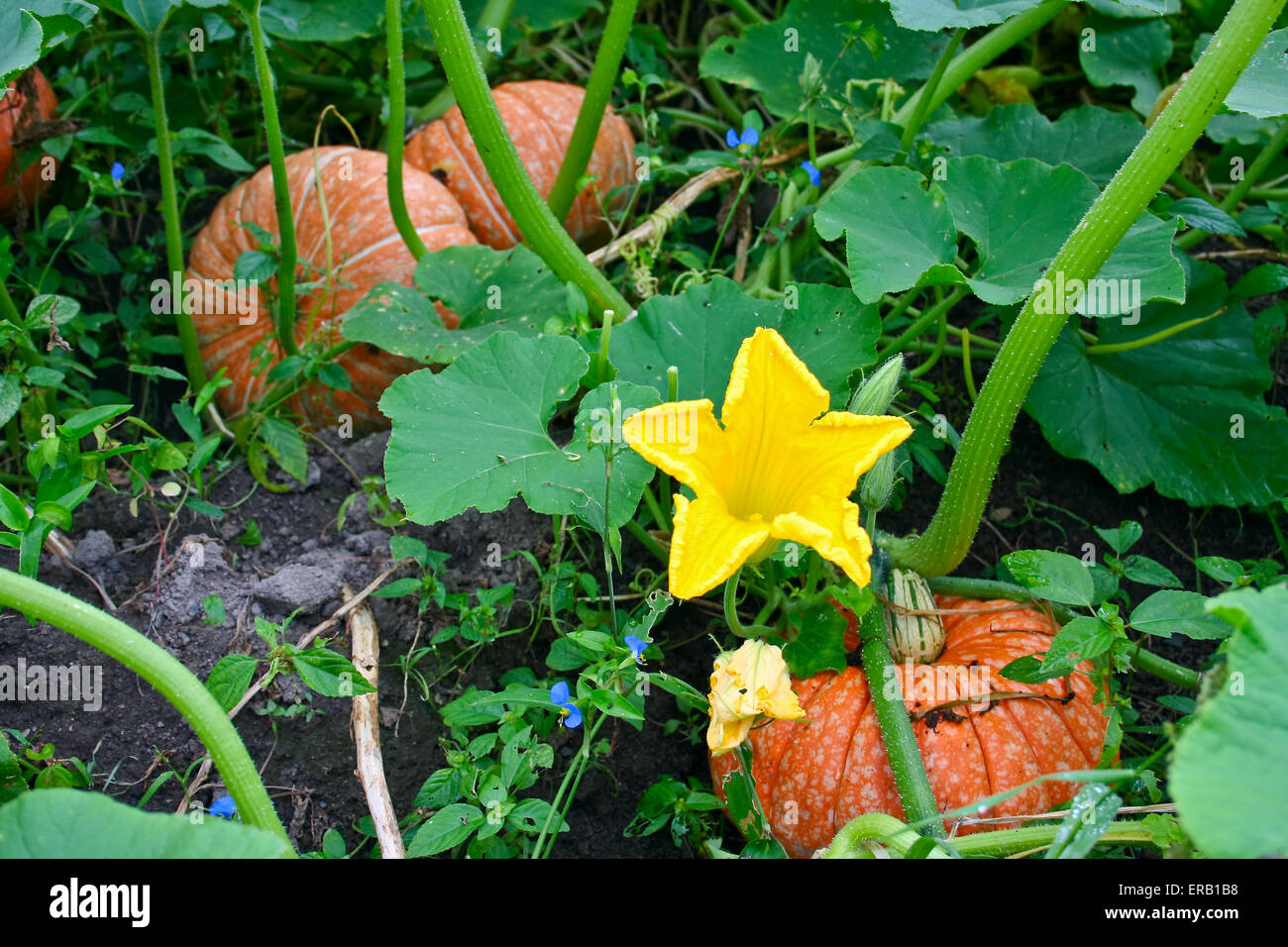 Plant de citrouille Banque de photographies et d’images à haute ...