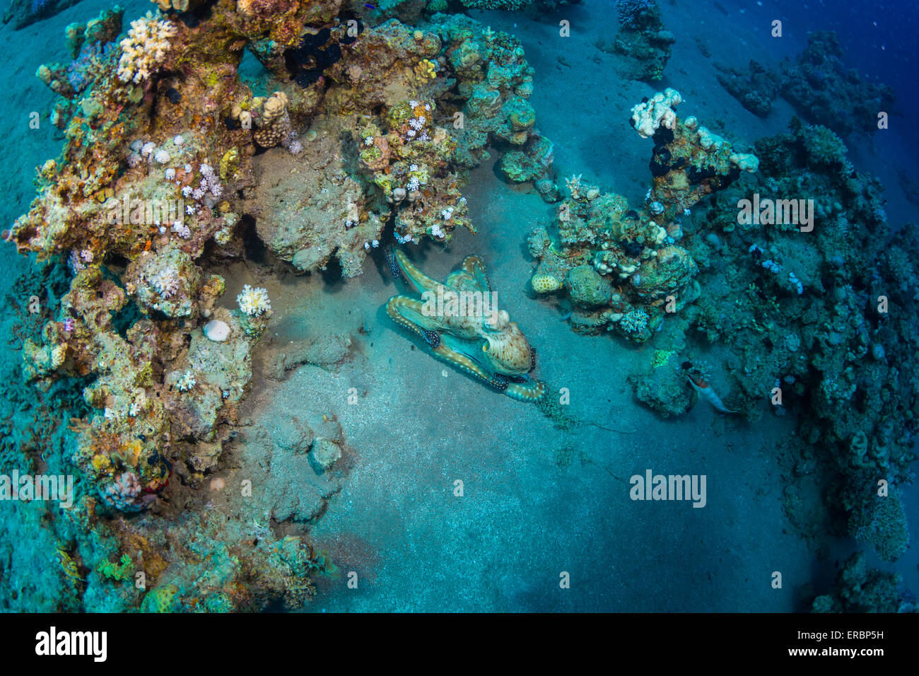 Vie sous marine Banque de photographies et d’images à haute résolution ...