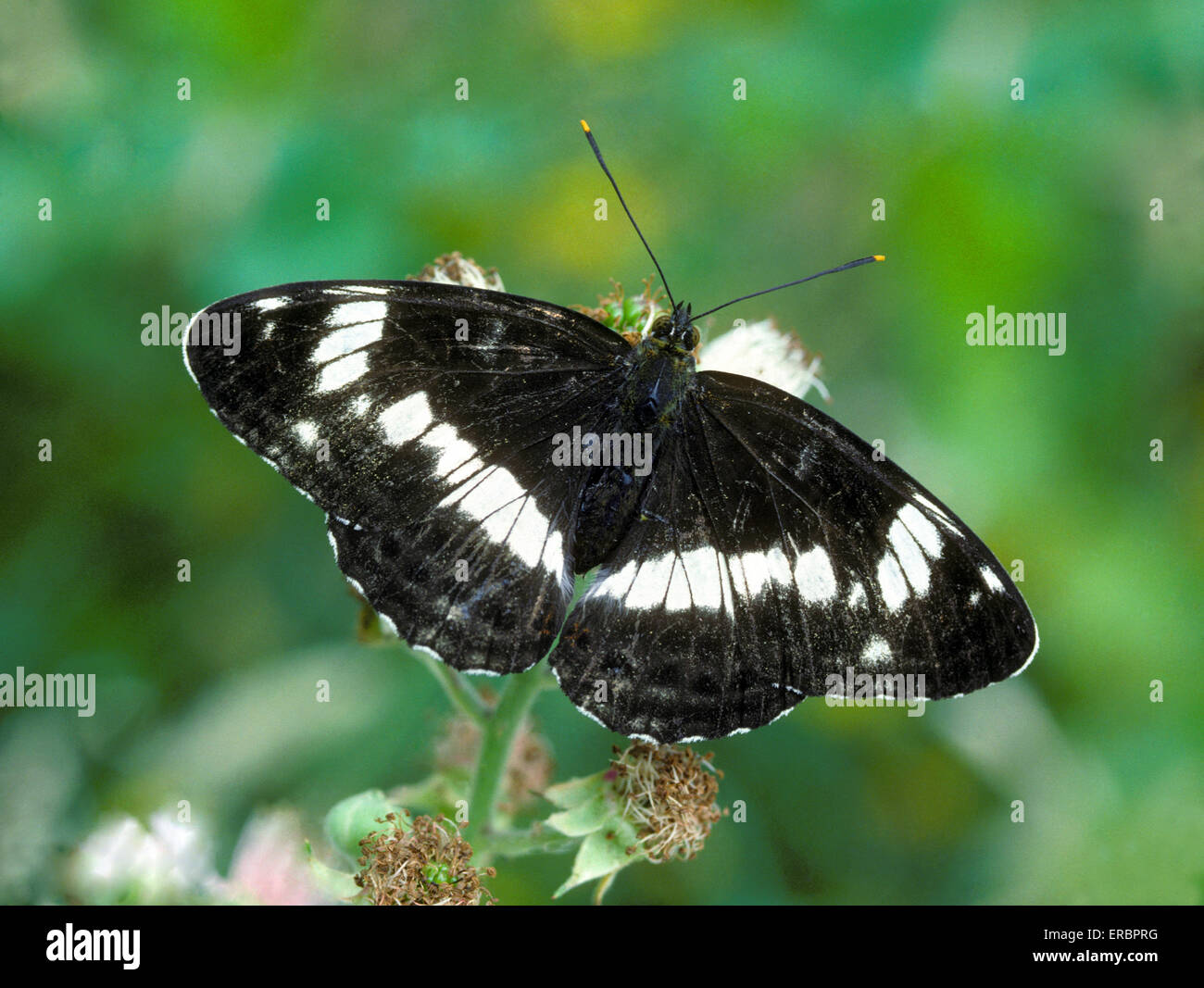 Papillon amiral blanc du sud Banque de photographies et d’images à ...