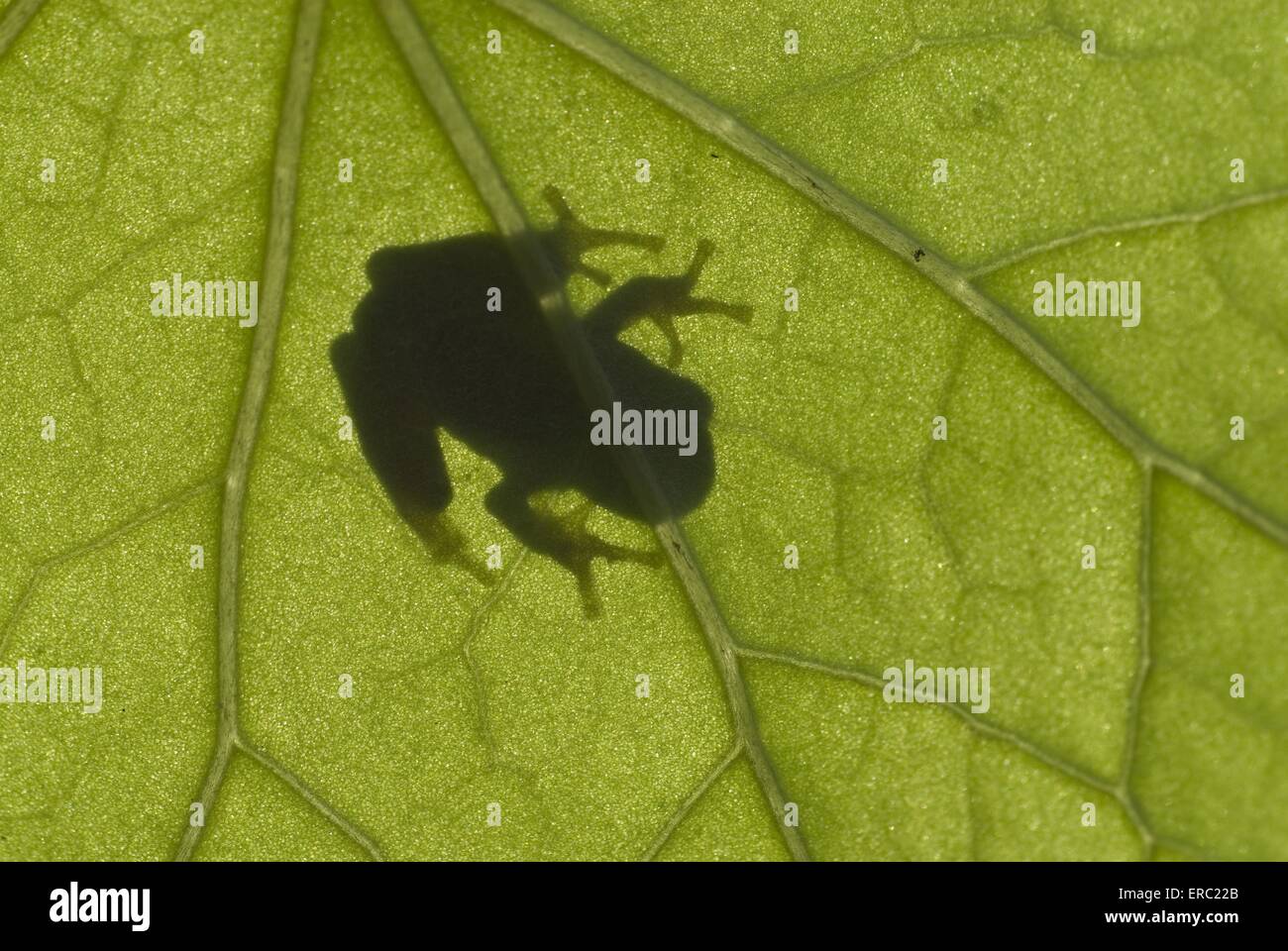 Billet vert Banque de photographies et d’images à haute résolution - Alamy