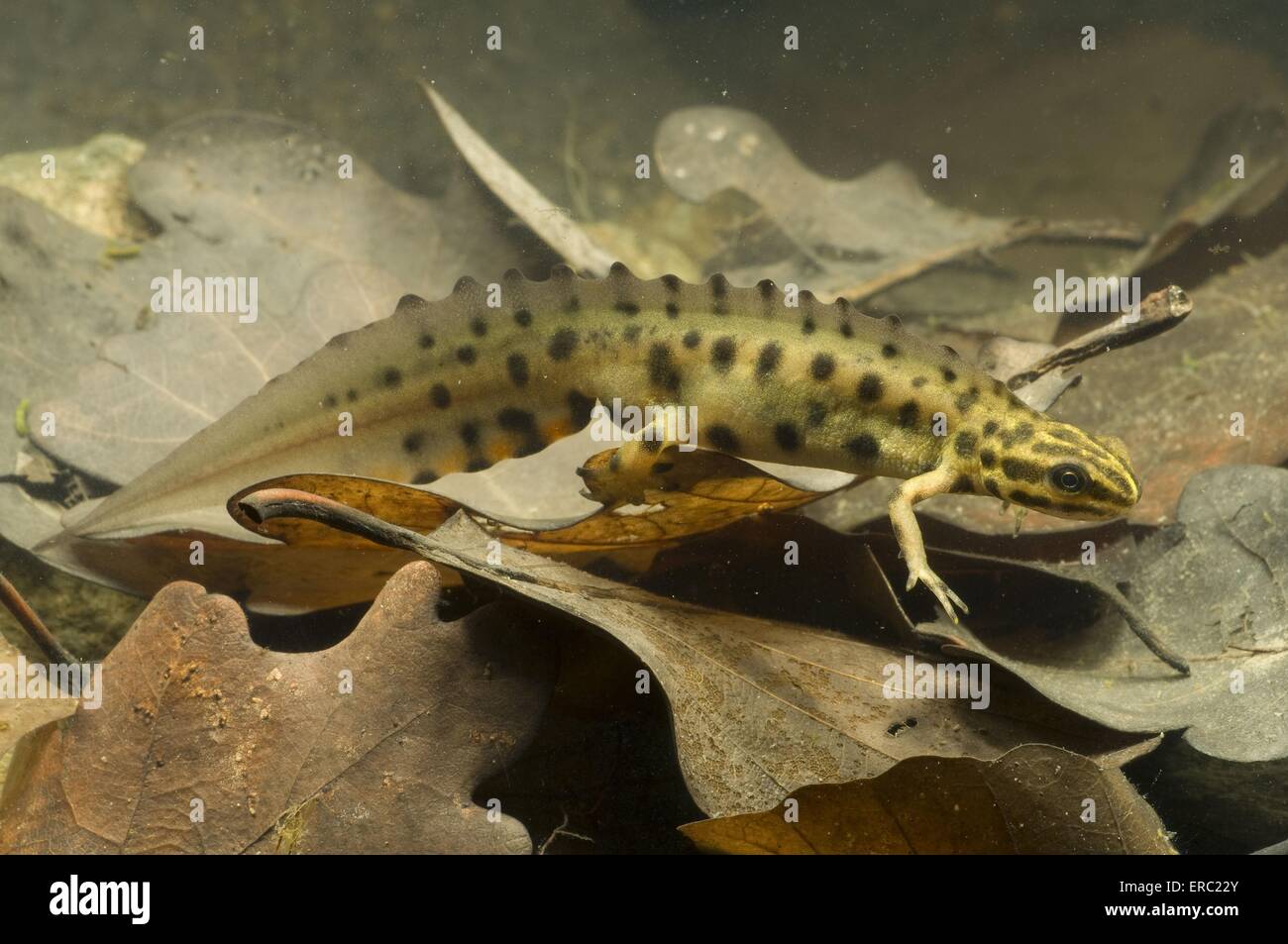 Common newt Banque de photographies et d’images à haute résolution - Alamy