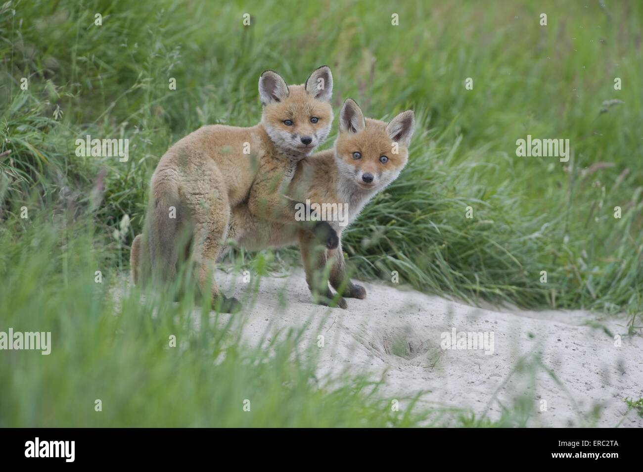 Deux jeunes renards Banque de photographies et d’images à haute ...