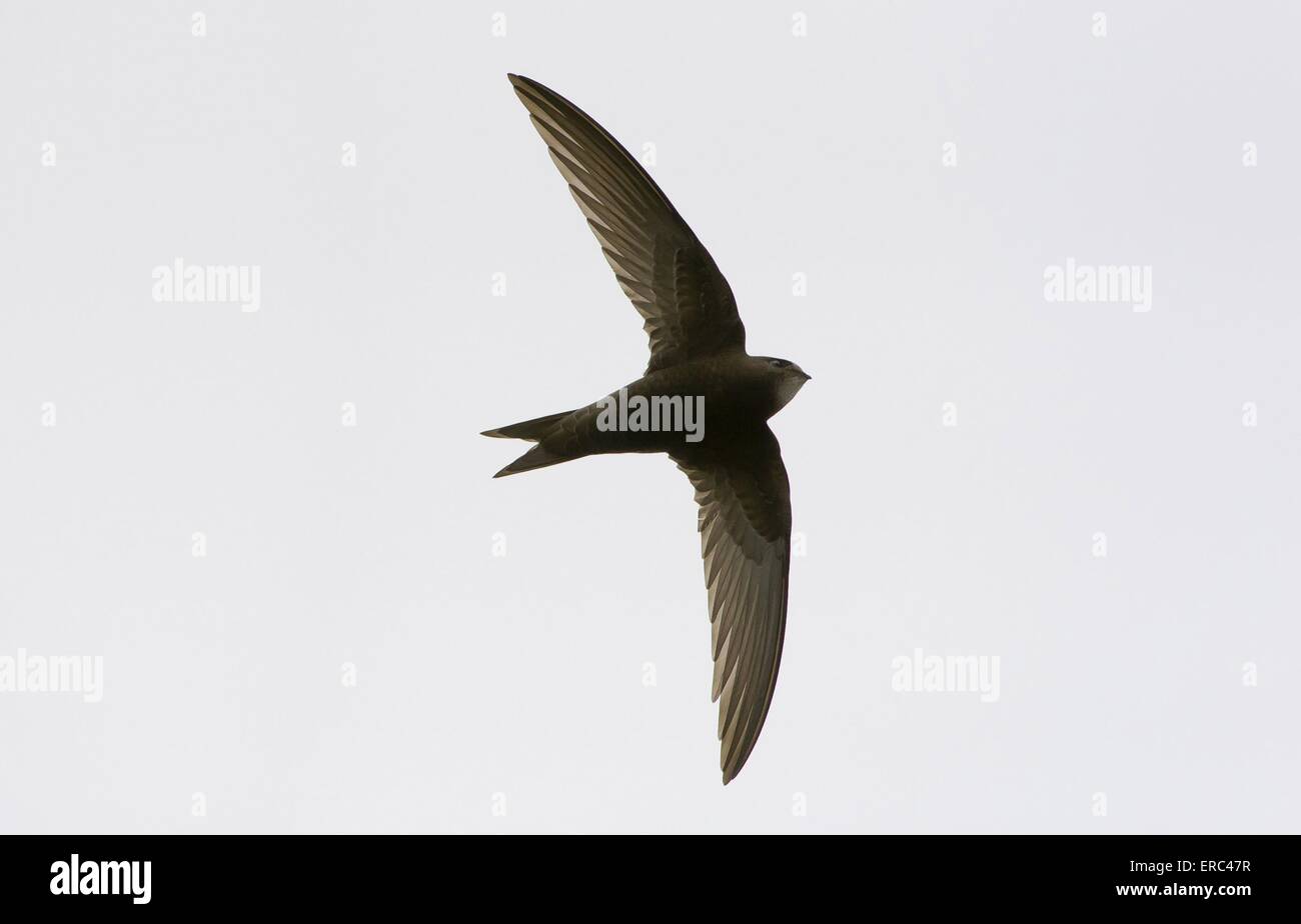 Martinet noir oiseau Banque de photographies et d’images à haute ...