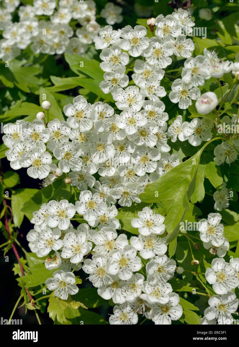 Fleurs de crataegus monogyna Banque de photographies et d’images à ...