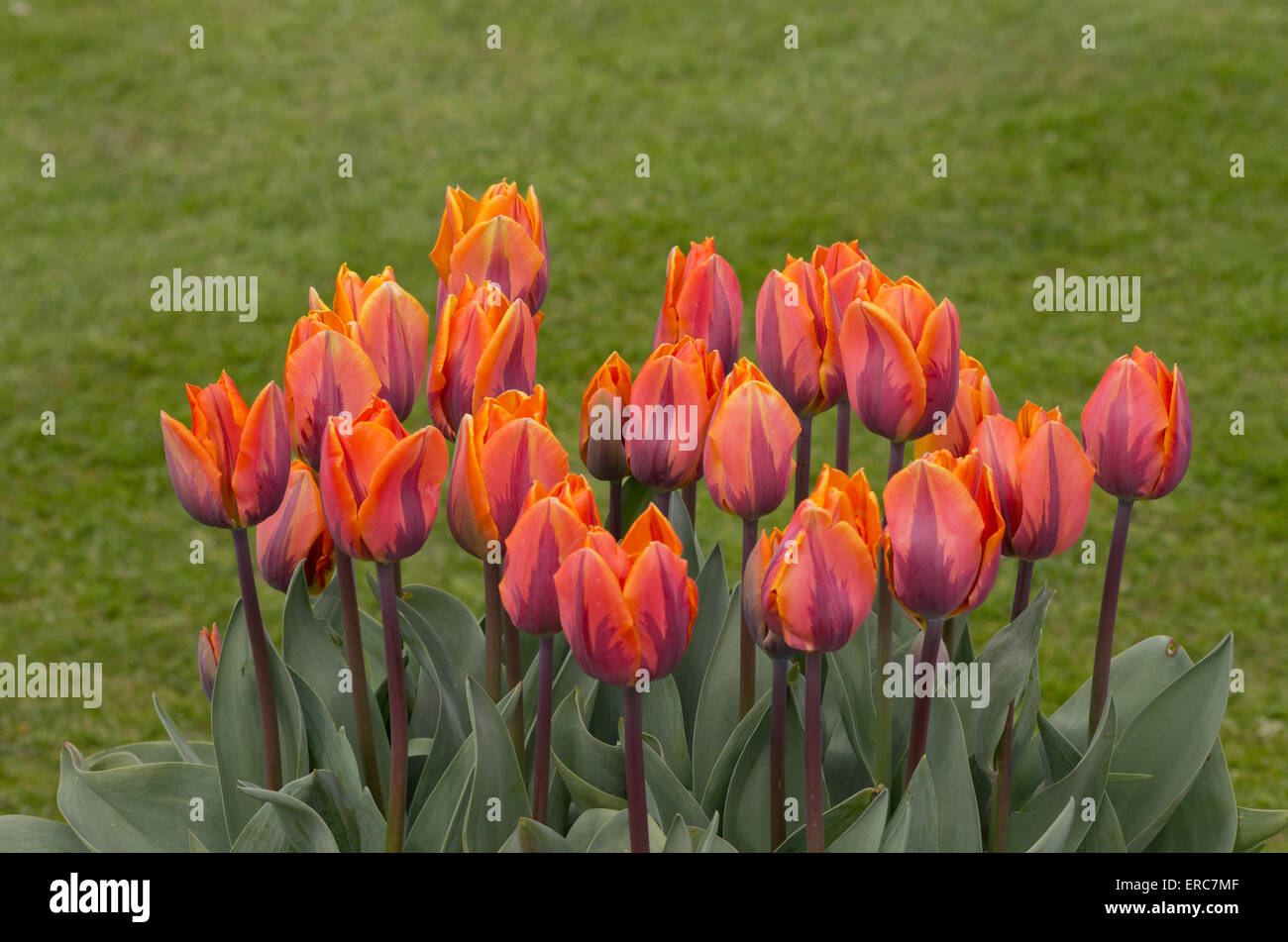 Tulipa princesse orange Banque de photographies et d’images à haute ...