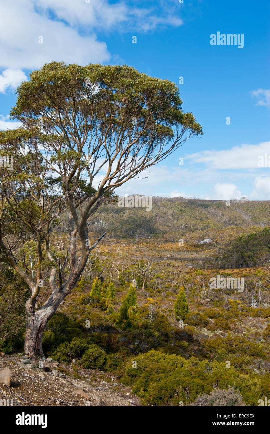 Mount field national park Banque de photographies et d’images à haute ...