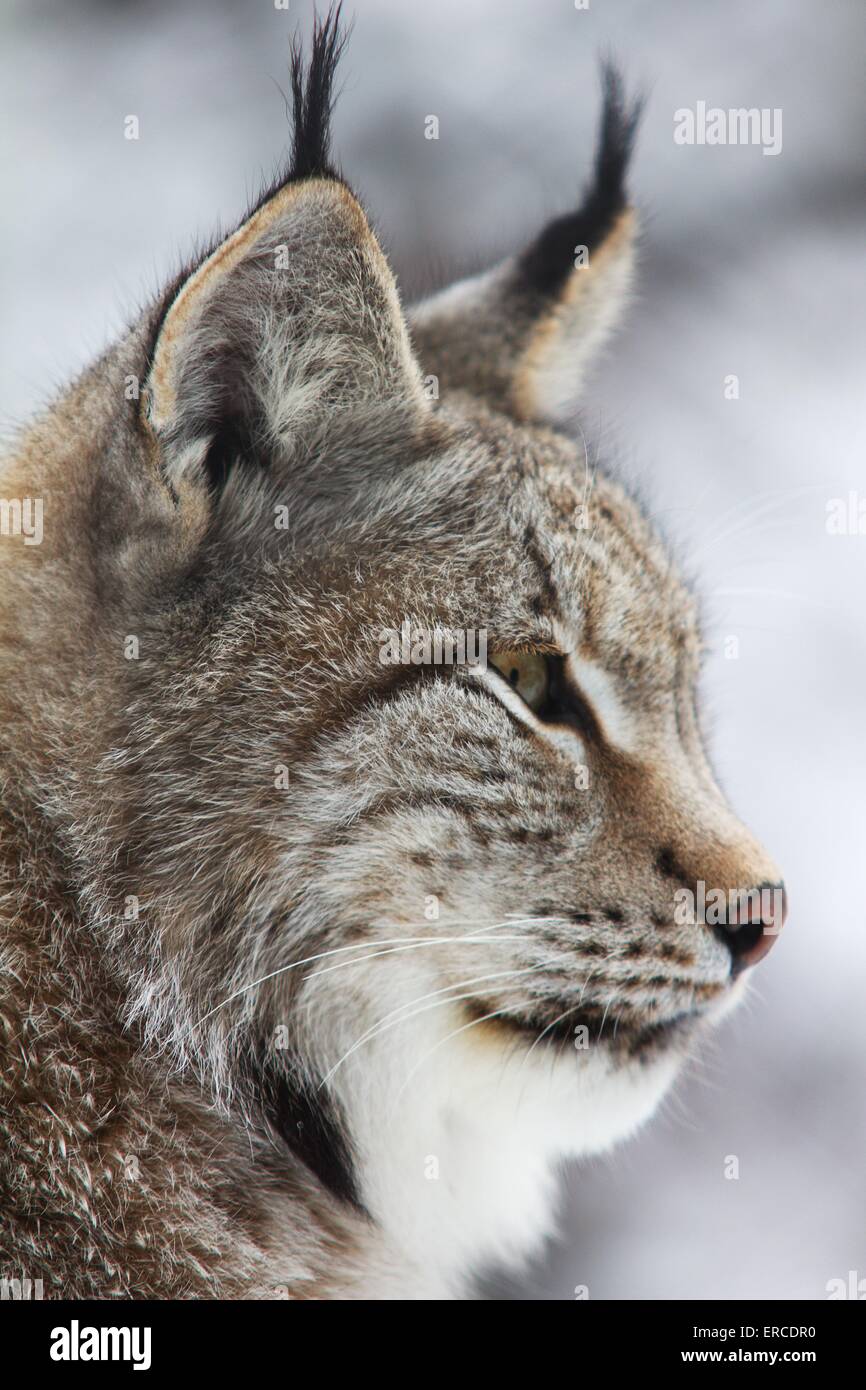 Eurasian lynx lynx lynx profile Banque de photographies et d’images à ...