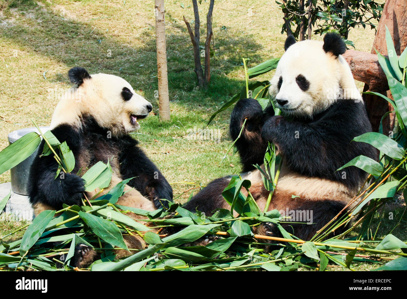 Famille panda Banque de photographies et d’images à haute résolution ...