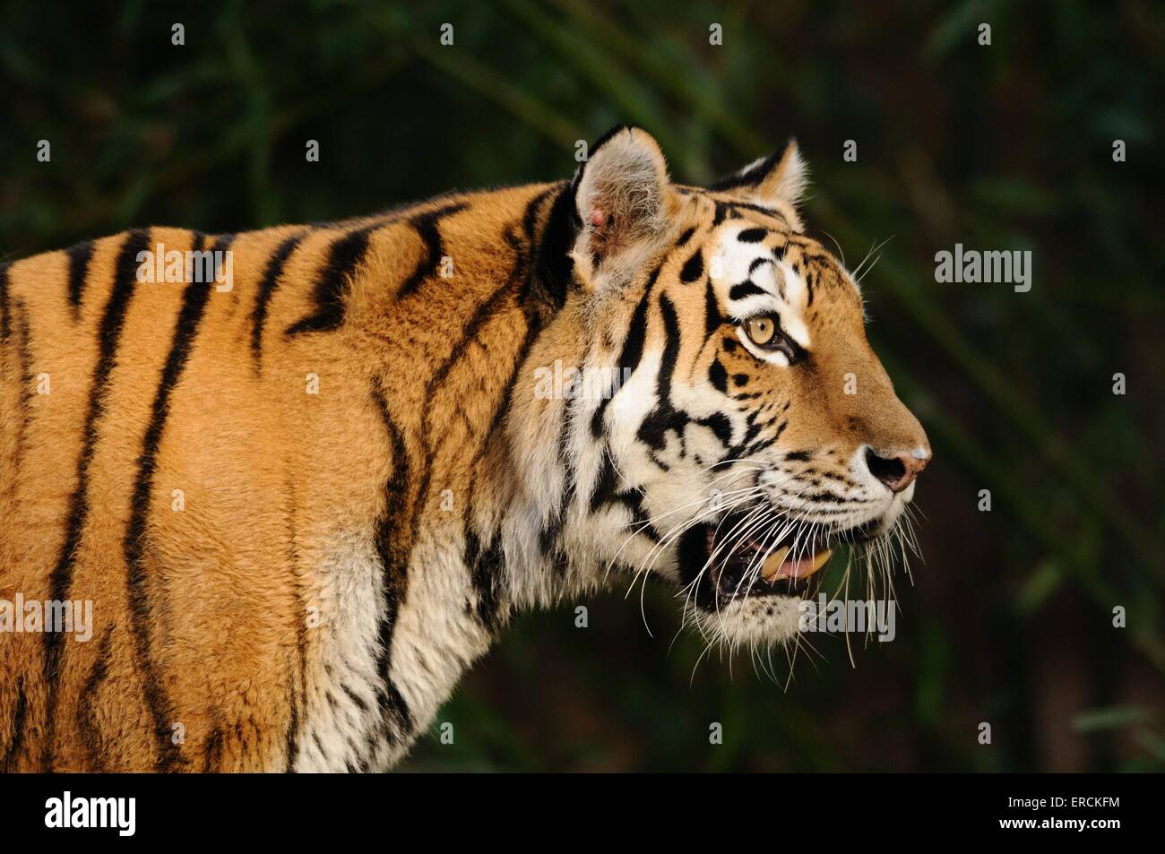 Les tigresses Banque de photographies et d’images à haute résolution ...