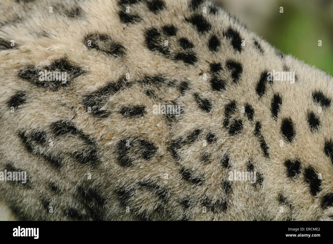 Pelage de leopard Banque de photographies et d’images à haute ...