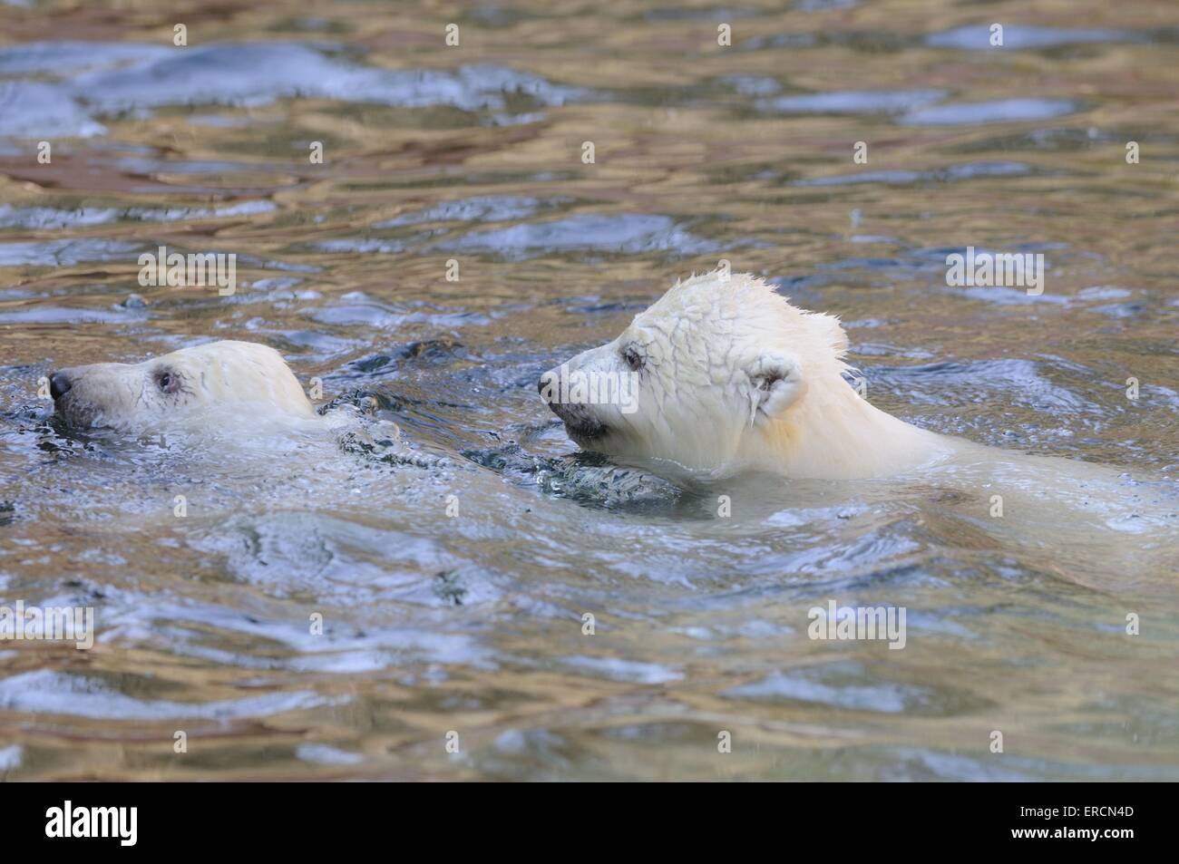 2 ours polaires Banque de photographies et d’images à haute résolution ...