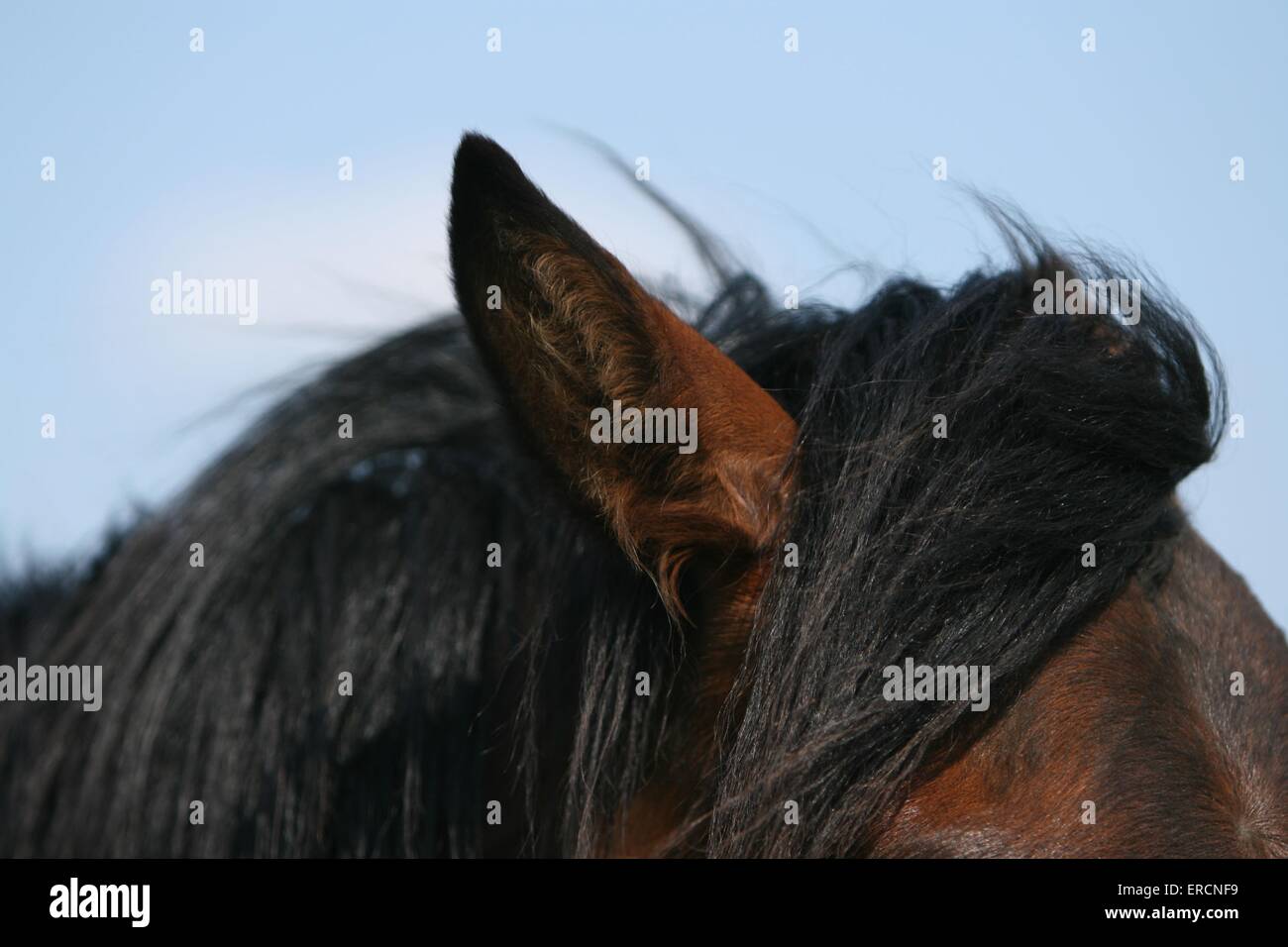 Oreille de cheval Banque de photographies et d’images à haute ...