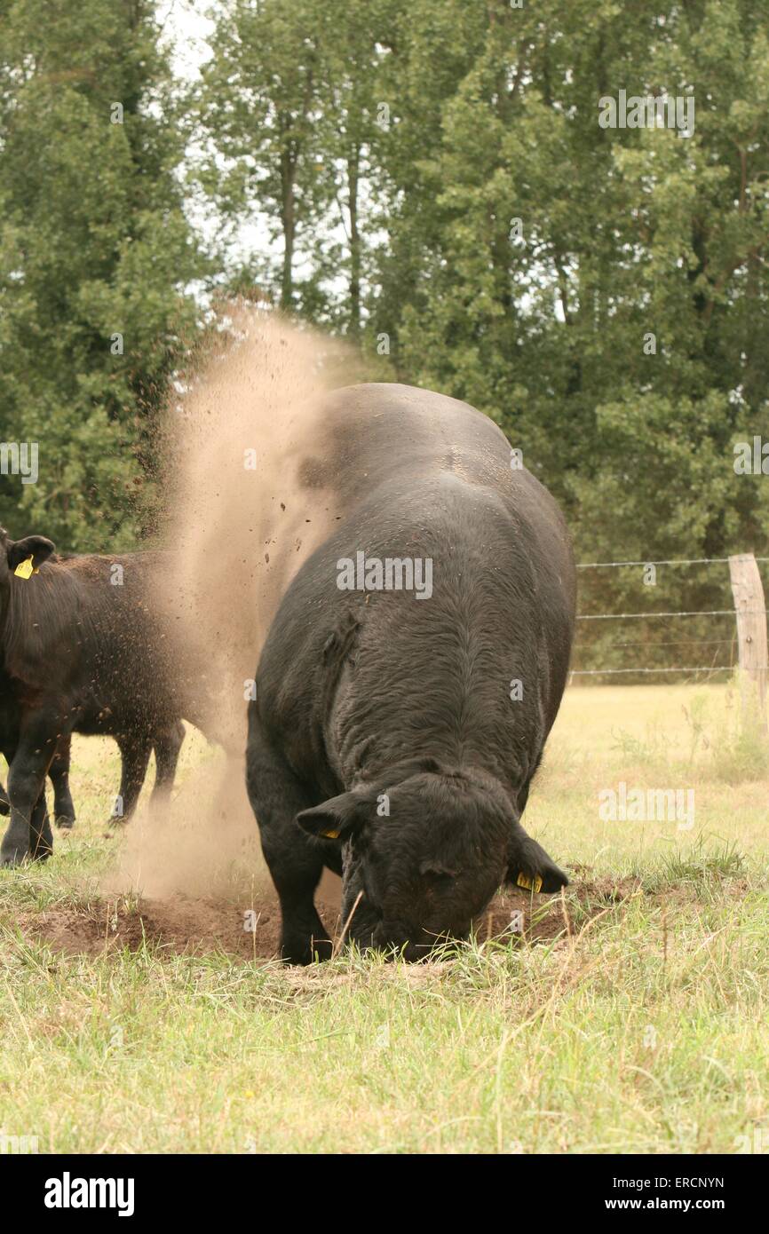 Gallois tous les noirs Banque de photographies et d’images à haute ...
