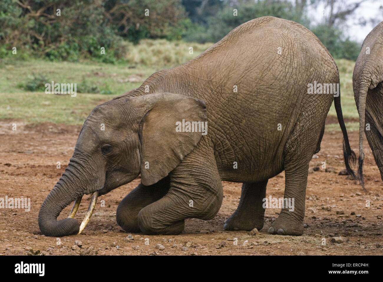 éléphant afrique couché Banque de photographies et d’images à haute ...