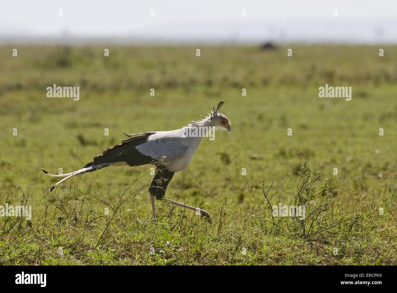 Secrétaire oiseau marche Banque de photographies et d’images à haute ...