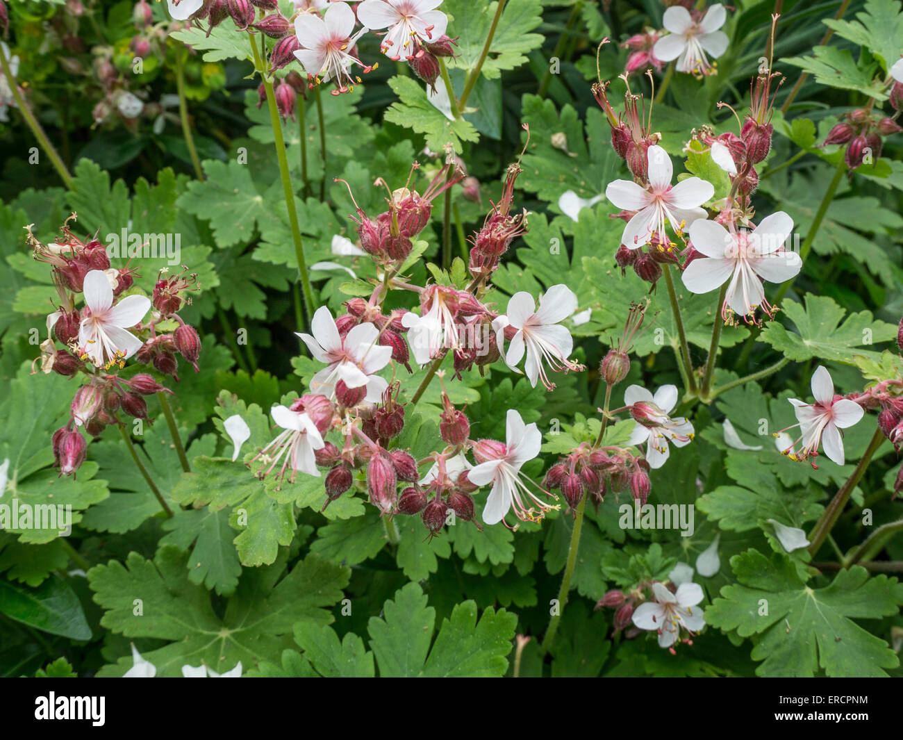 Geranium macrorrhizum Banque de photographies et d’images à haute ...