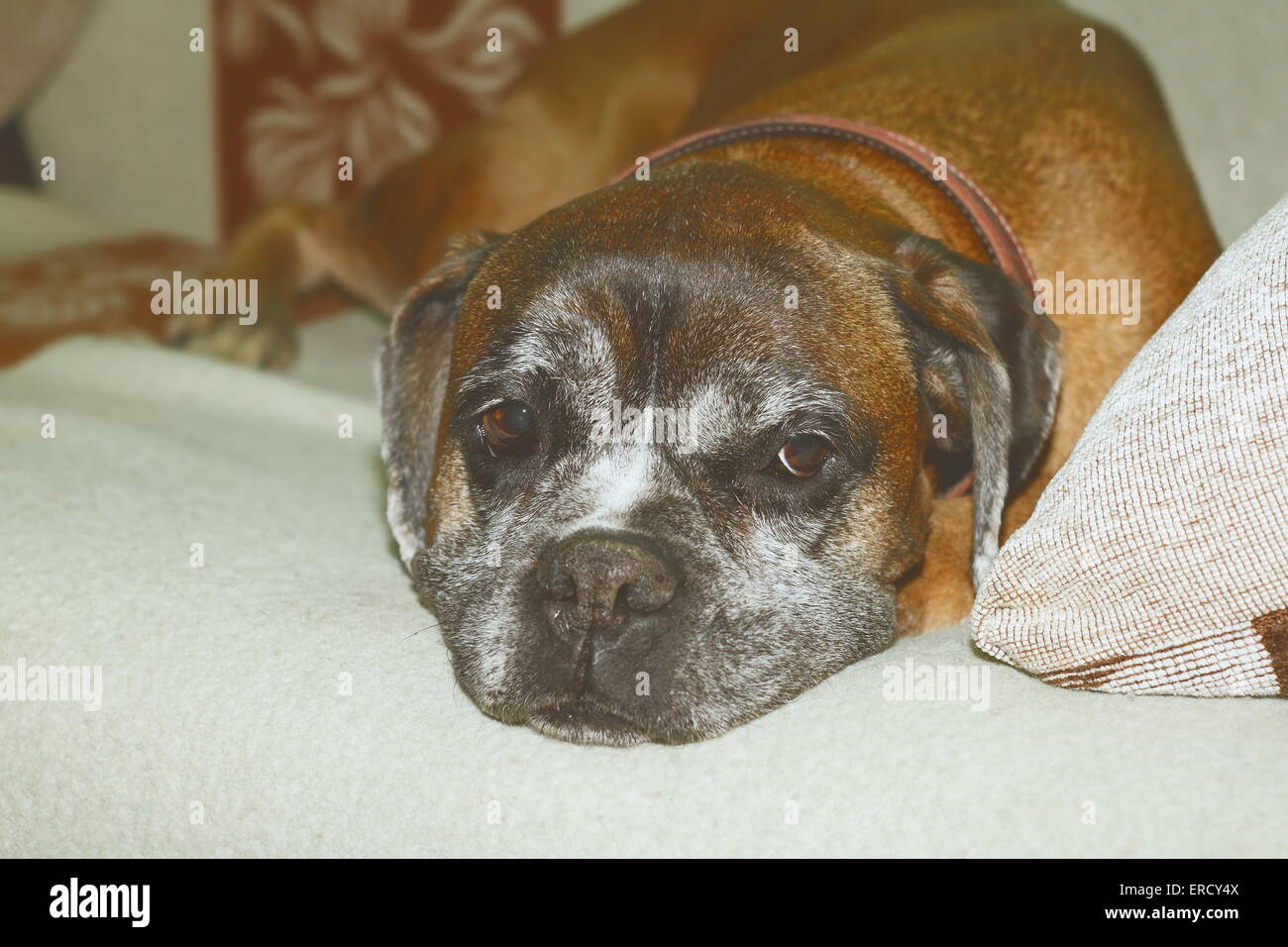 Effet de génération de droit d'une vieille race boxer couchage sur ...
