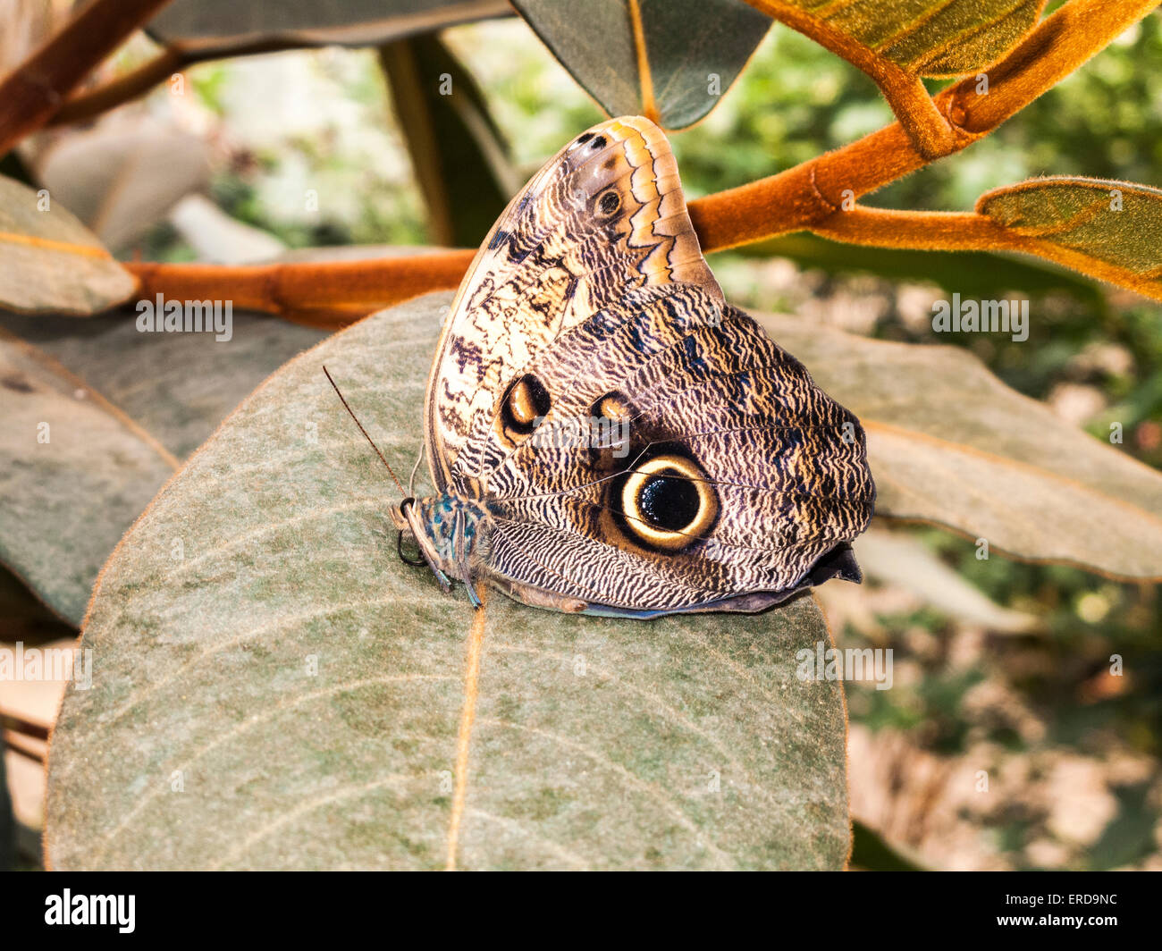 Exposition d'insectes anglais Banque de photographies et d’images à ...