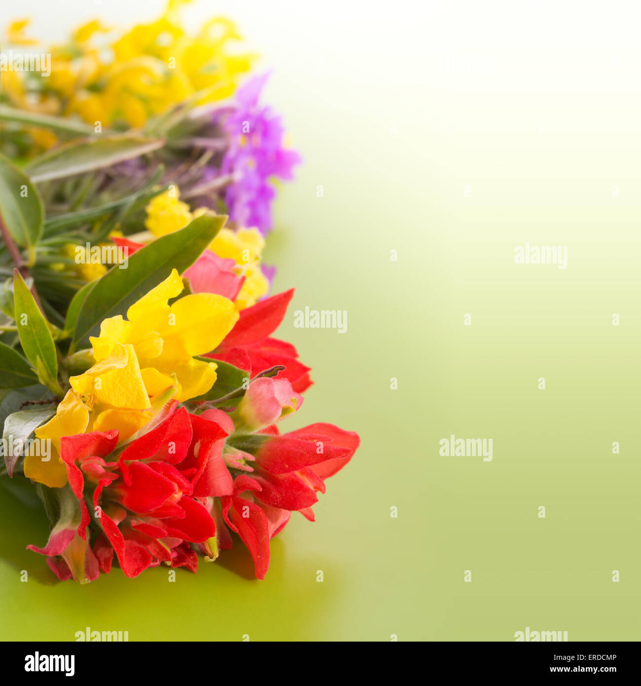 Fleurs sauvages rouges et jaunes Banque de photographies et d’images à ...