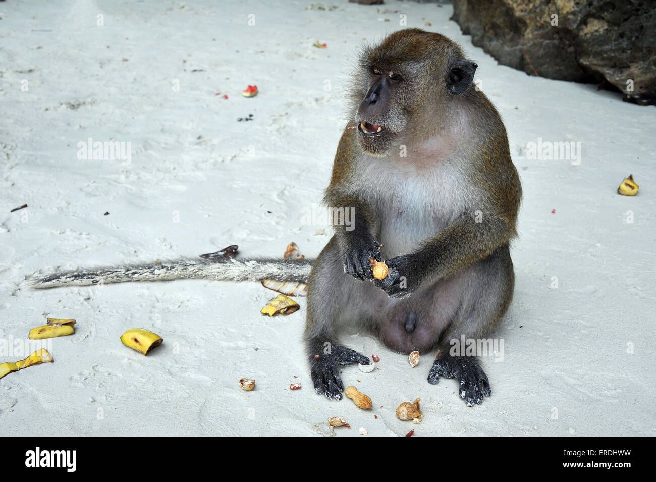 Monkey monkey island phuket thailand Banque de photographies et d ...
