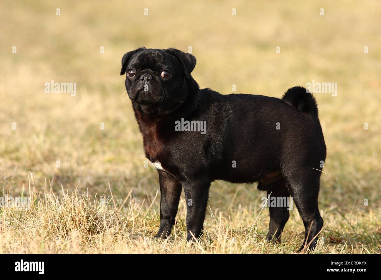 Carlin noir Banque de photographies et d’images à haute résolution - Alamy