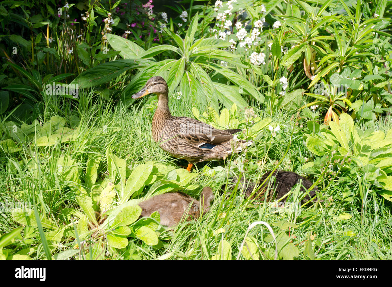 Canard colvert blanc Banque de photographies et d’images à haute ...
