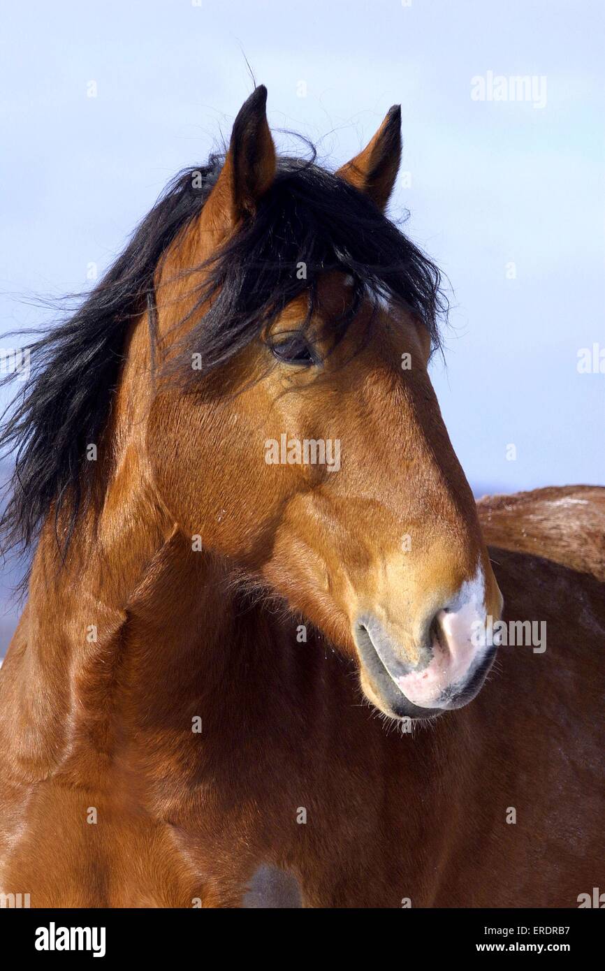 Cheval gros Banque de photographies et d’images à haute résolution - Alamy