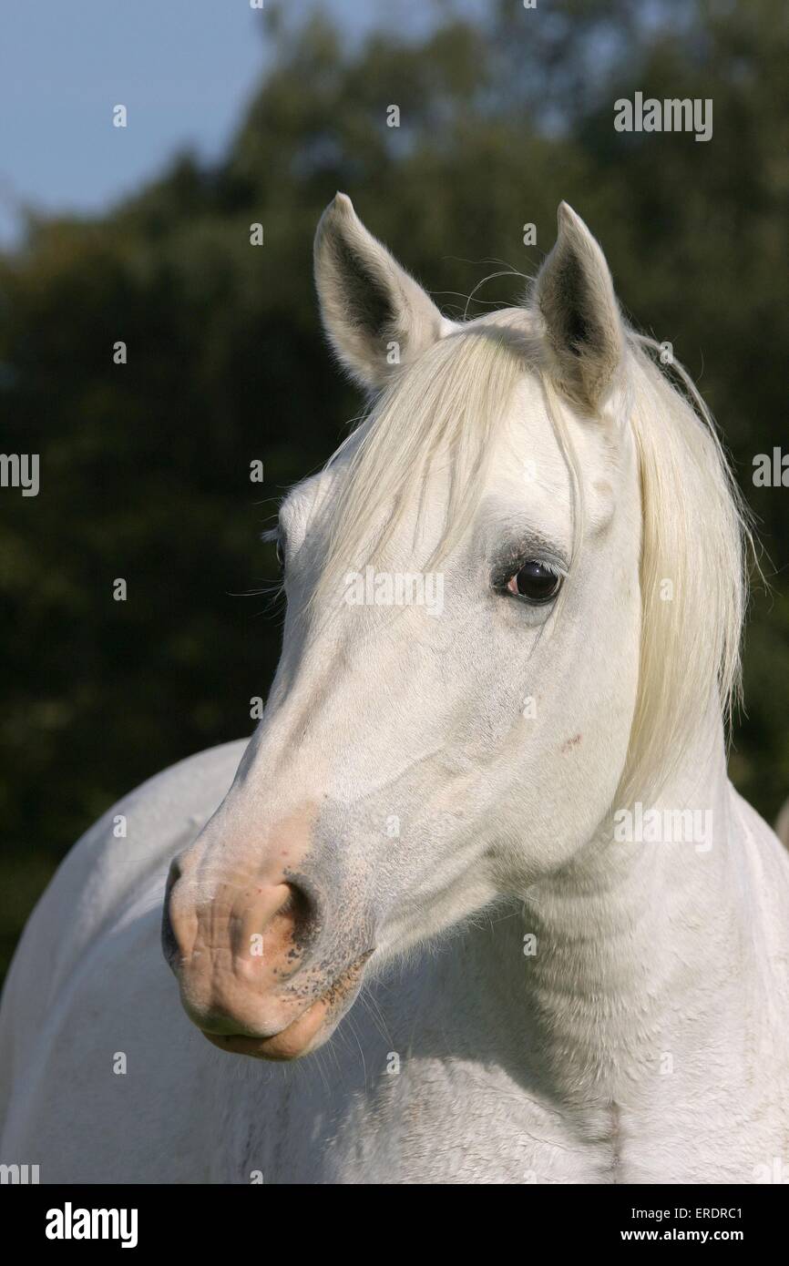 White arabian horse Banque de photographies et d’images à haute ...