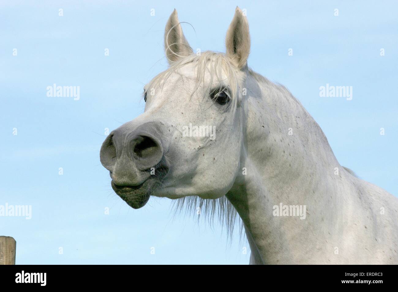 White arabian horse Banque de photographies et d’images à haute ...