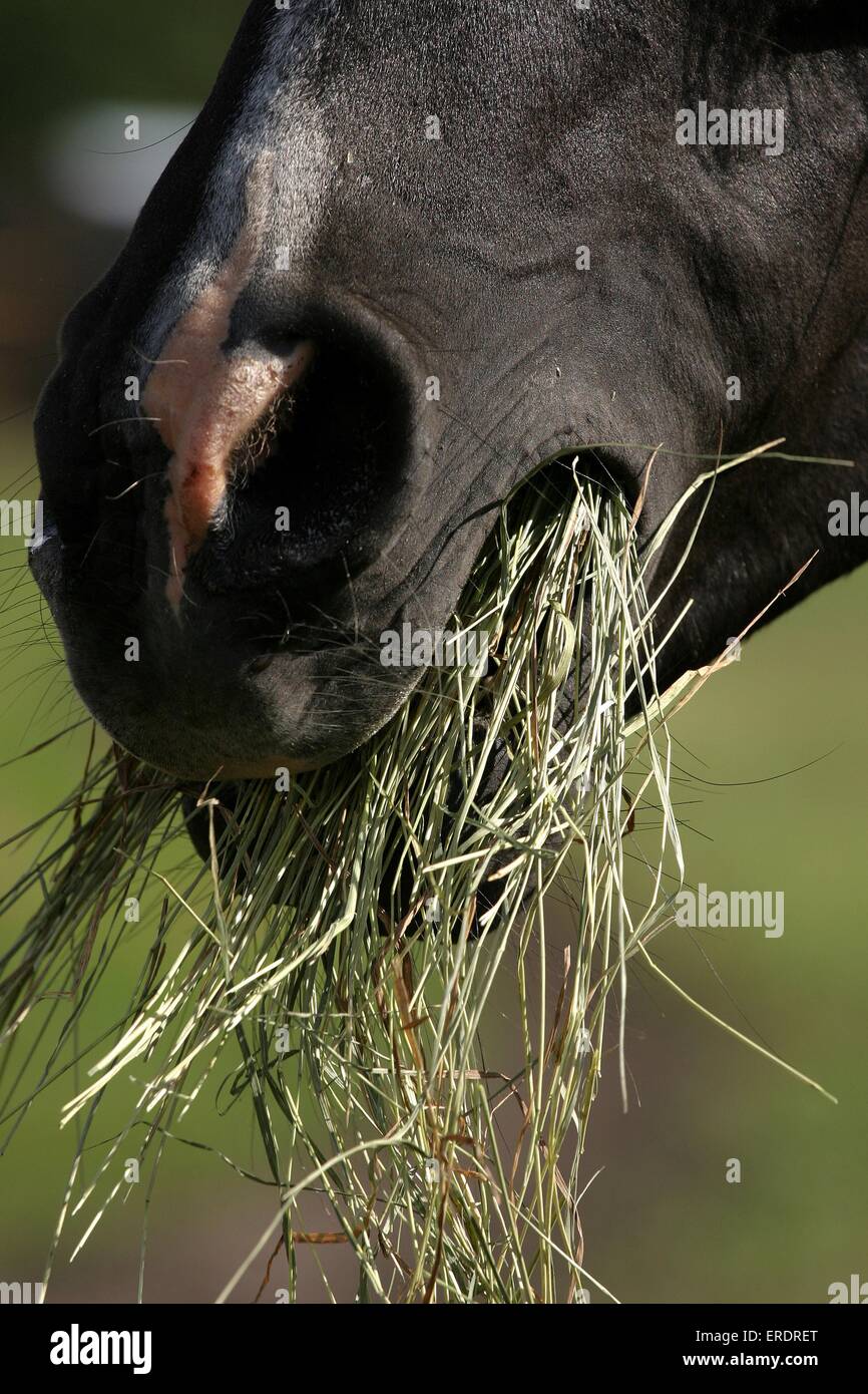 La bouche de chevaux gros plan Banque de photographies et d’images à ...