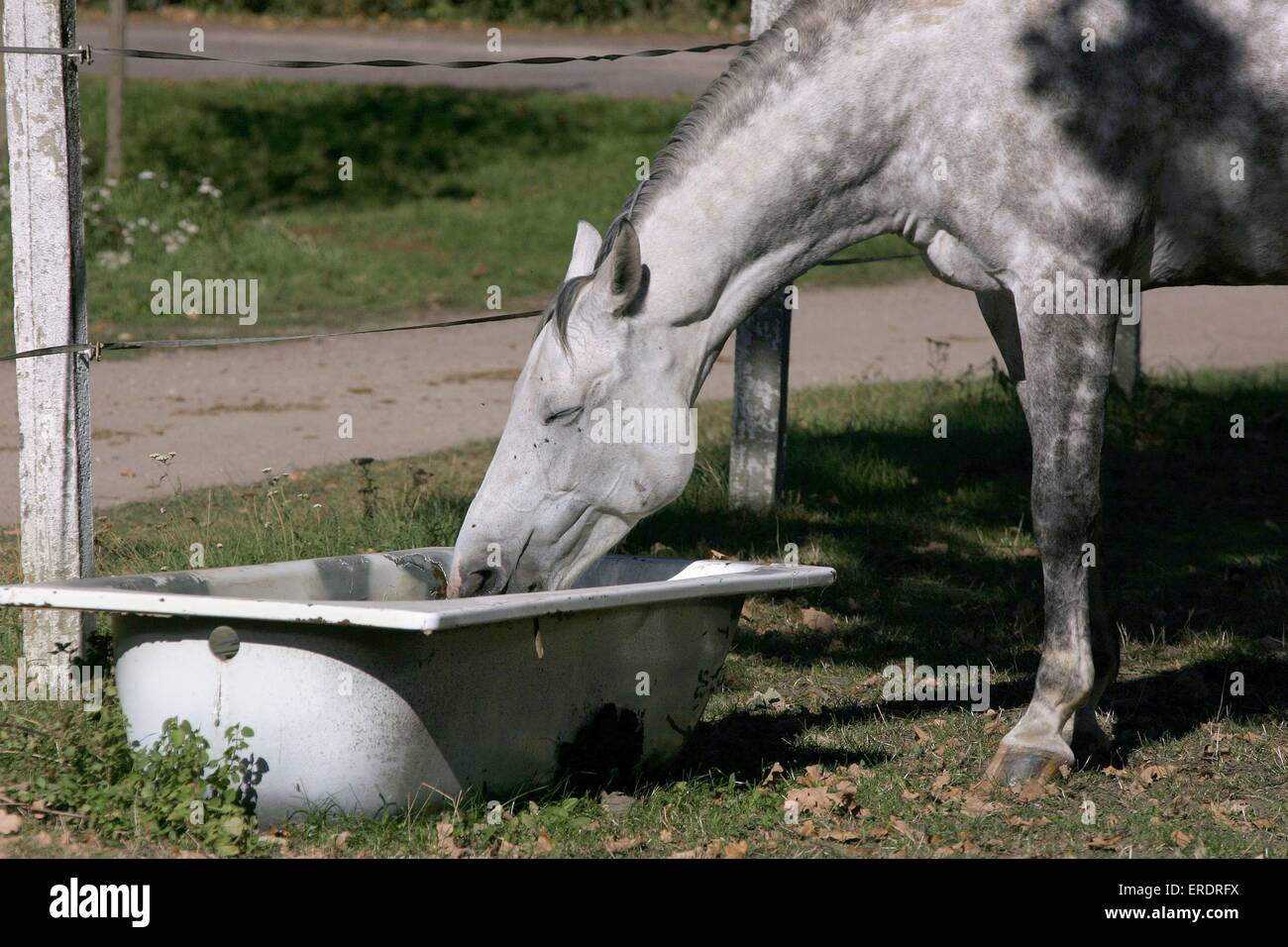 Cheval qui boit Banque de photographies et d’images à haute résolution ...