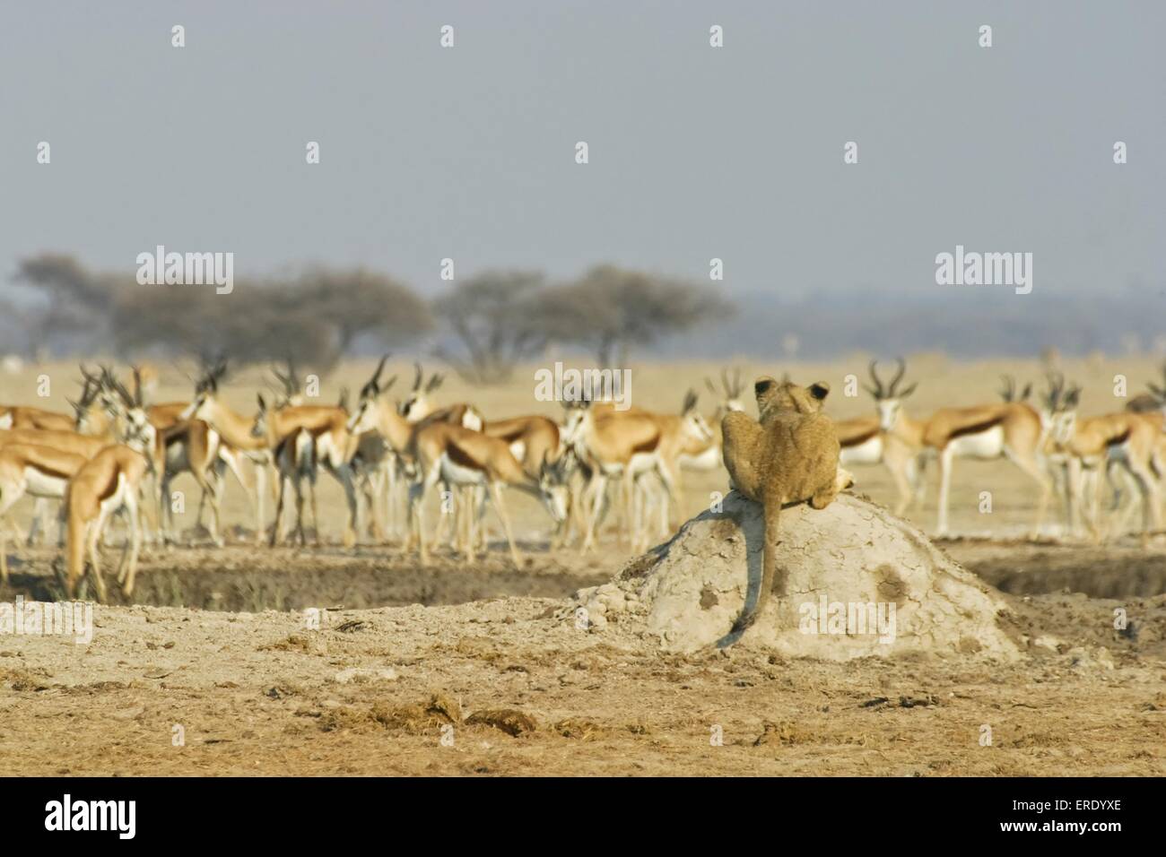 Gazelle de chasse aux lions Banque de photographies et d’images à haute résolution - Alamy