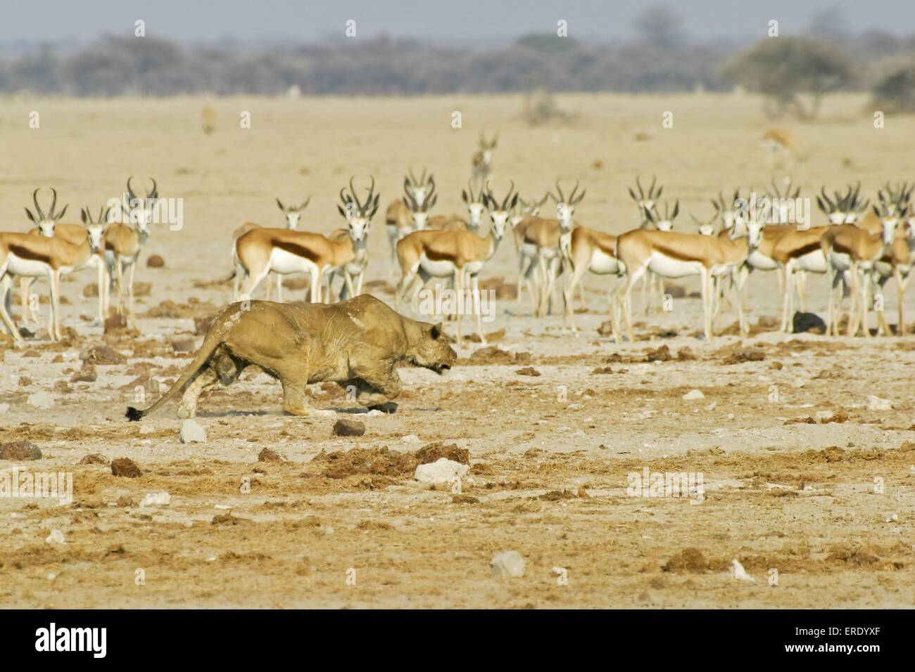 Lionne chasse Banque de photographies et d’images à haute résolution - Alamy