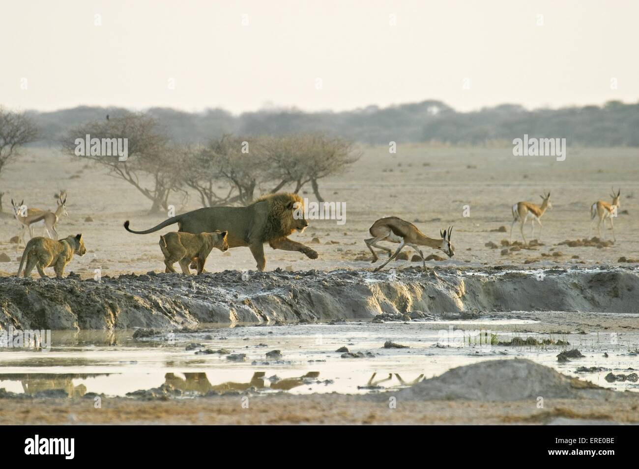 Gazelle de chasse aux lions Banque de photographies et d’images à haute ...