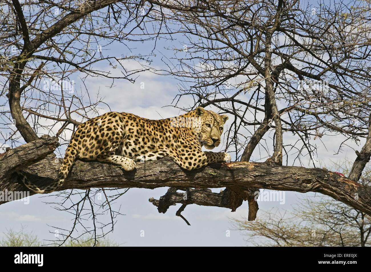 Lying leopard Banque de photographies et d’images à haute résolution ...