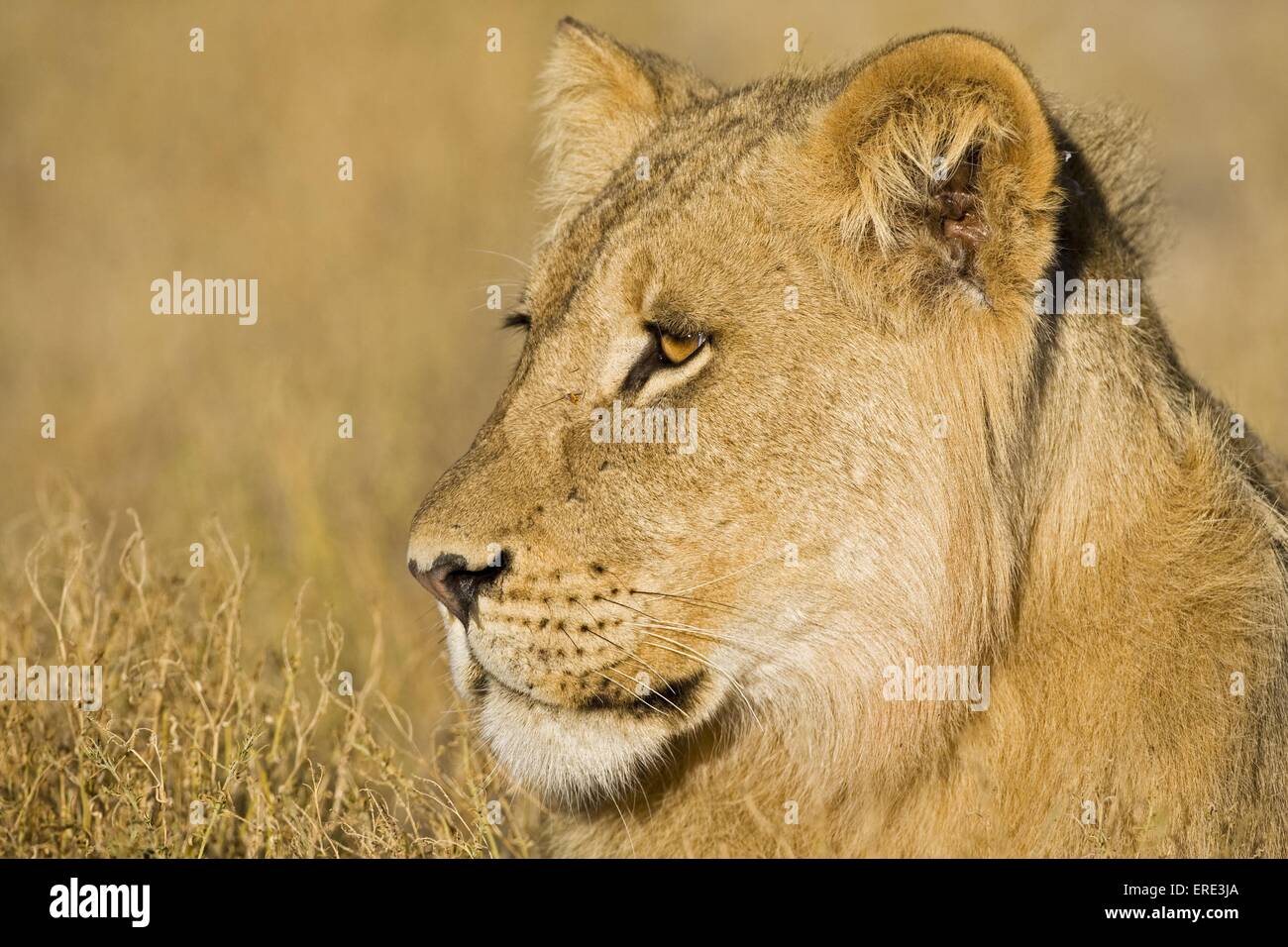 Lion Jeune Banque De Photographies Et Dimages à Haute Résolution Alamy