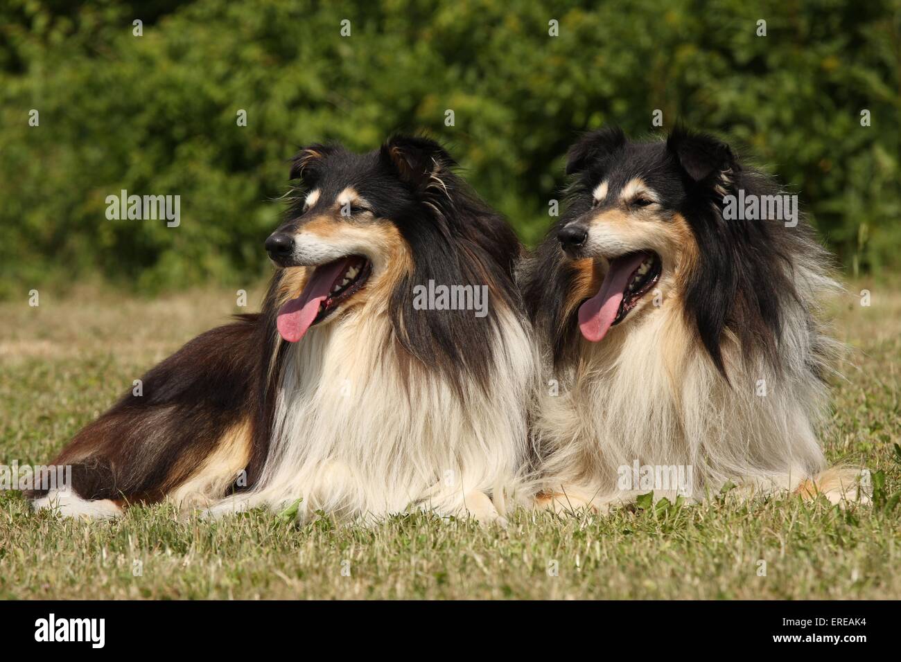 Longhair collie Banque de photographies et d’images à haute résolution ...